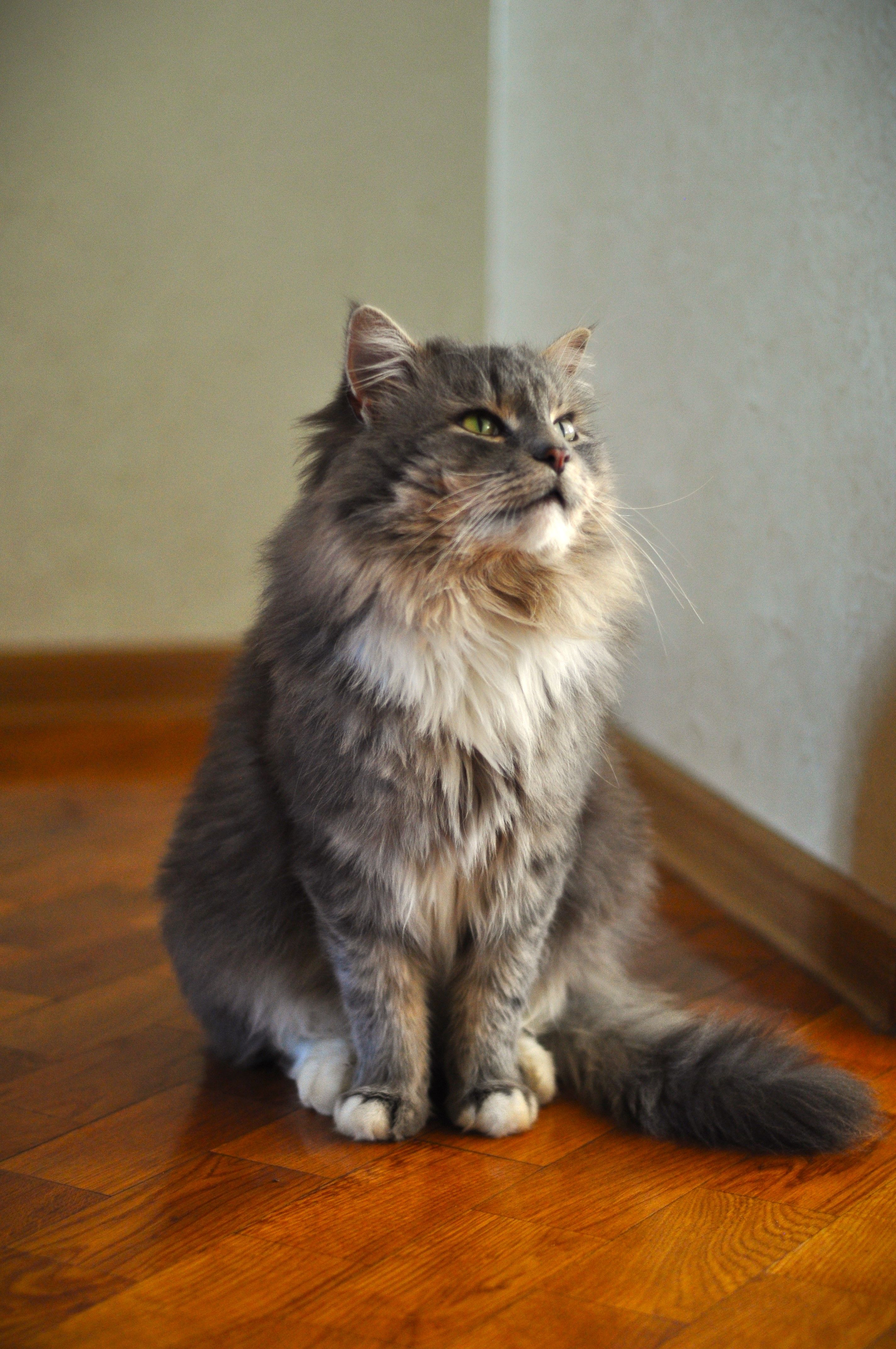Grey Fluffy Cat Sitting on Wooden Floor Indoors · Free Stock Photo