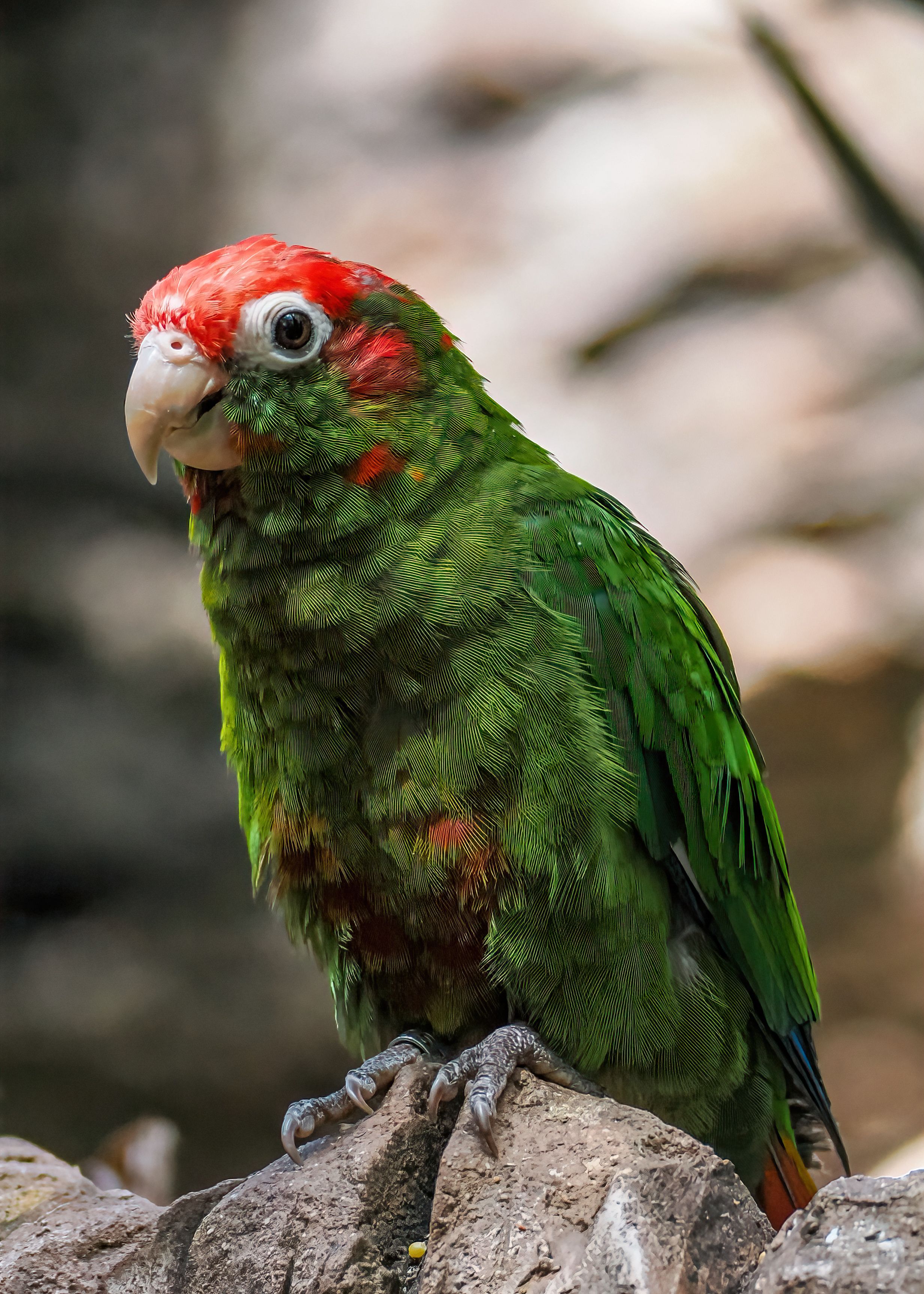 Parrot Images Photos, Download The BEST Free Parrot Images Stock Photos ...