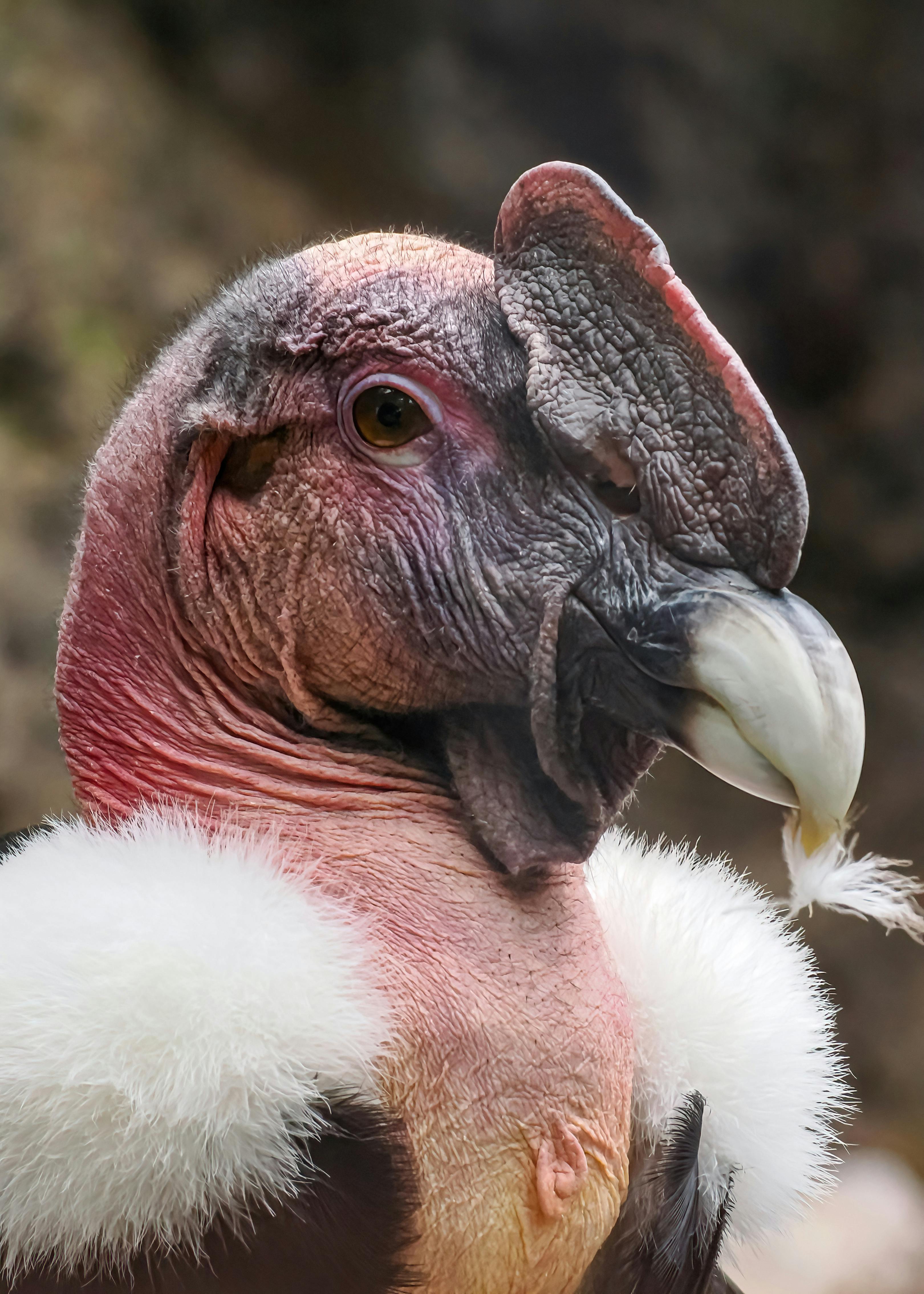 Close-up of Andean Condor Head Displaying Details · Free Stock Photo