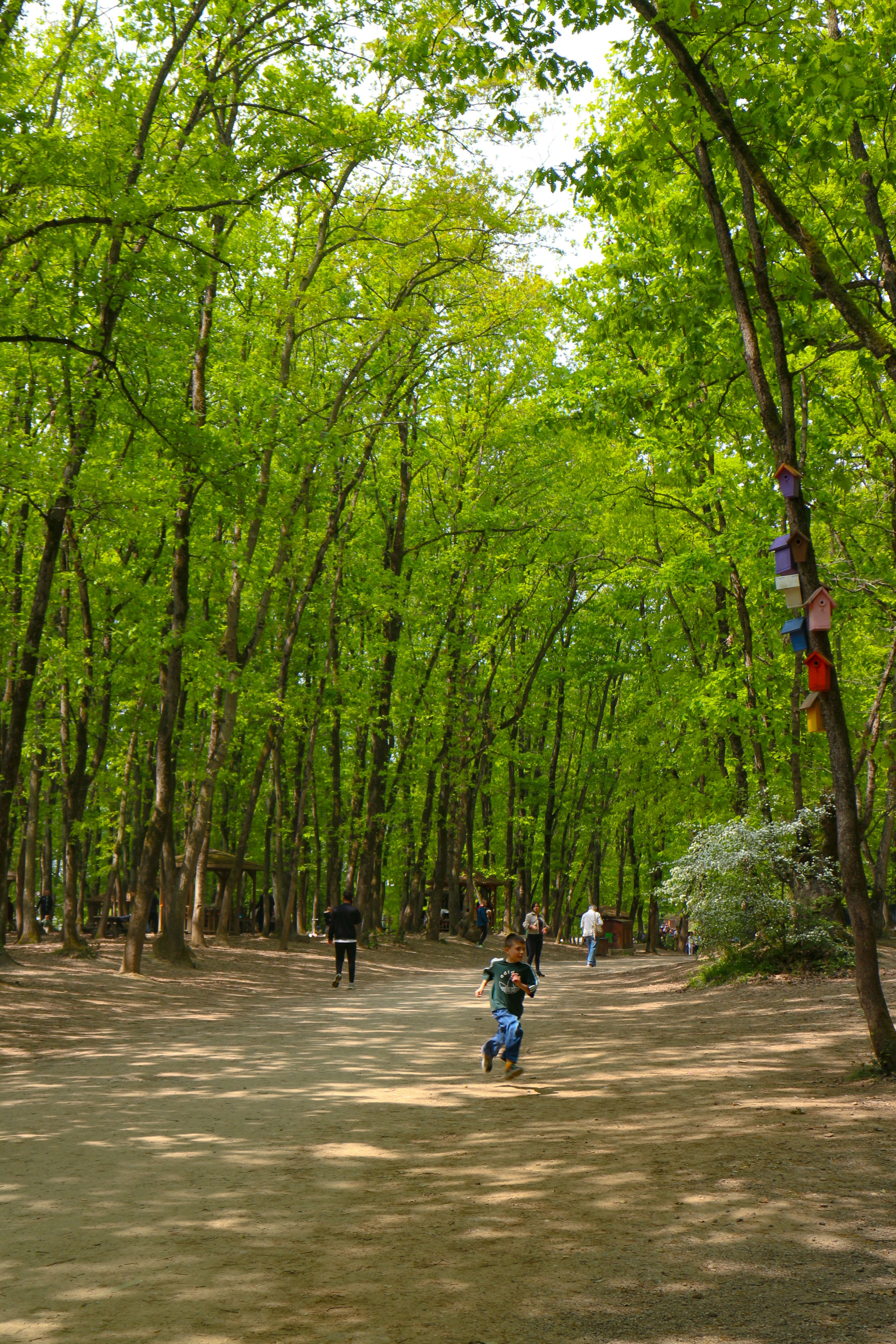 Walking Path through Lush Green Park Forest · Free Stock Photo
