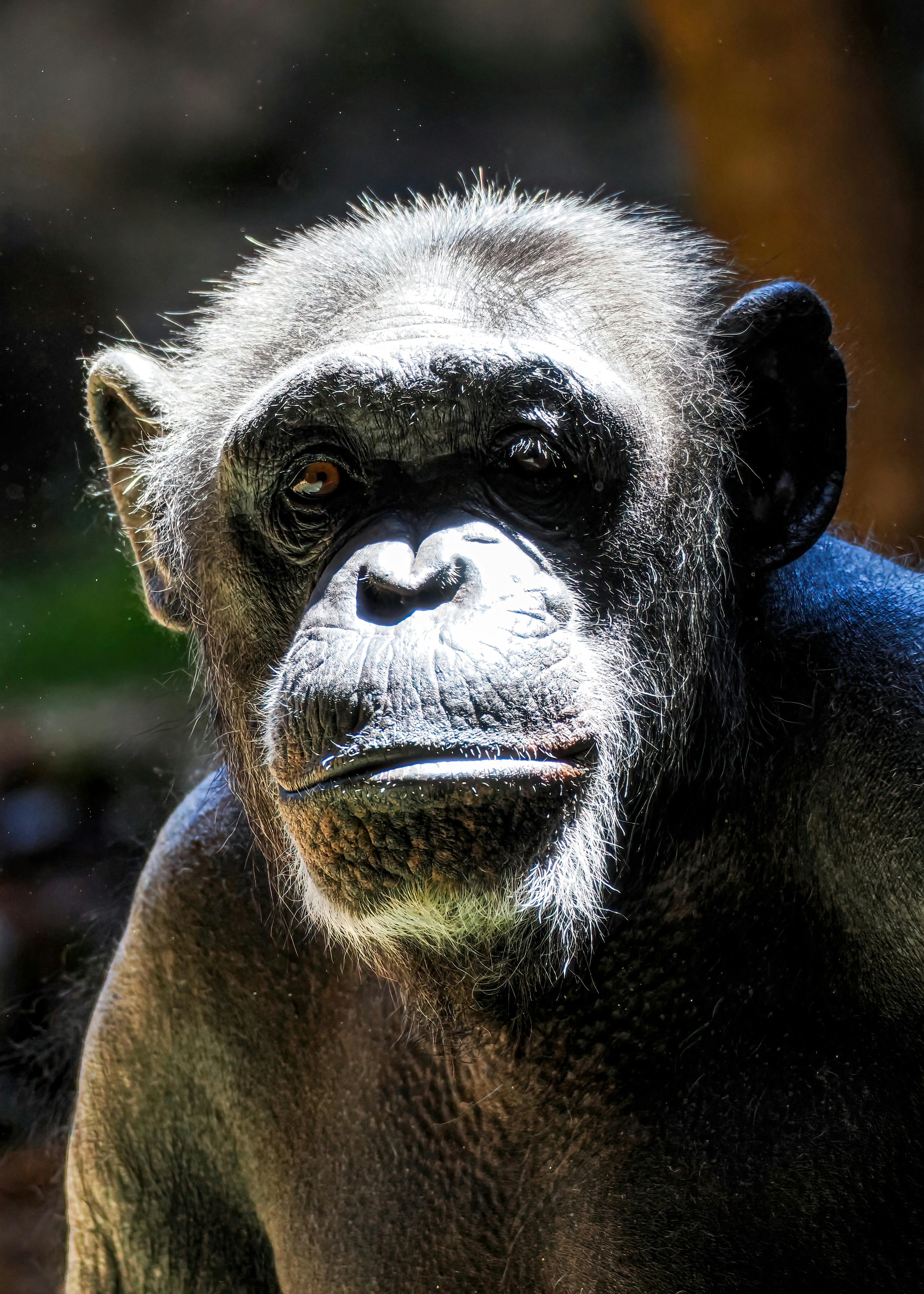 Ape Photos, Download The BEST Free Ape Stock Photos & HD Images