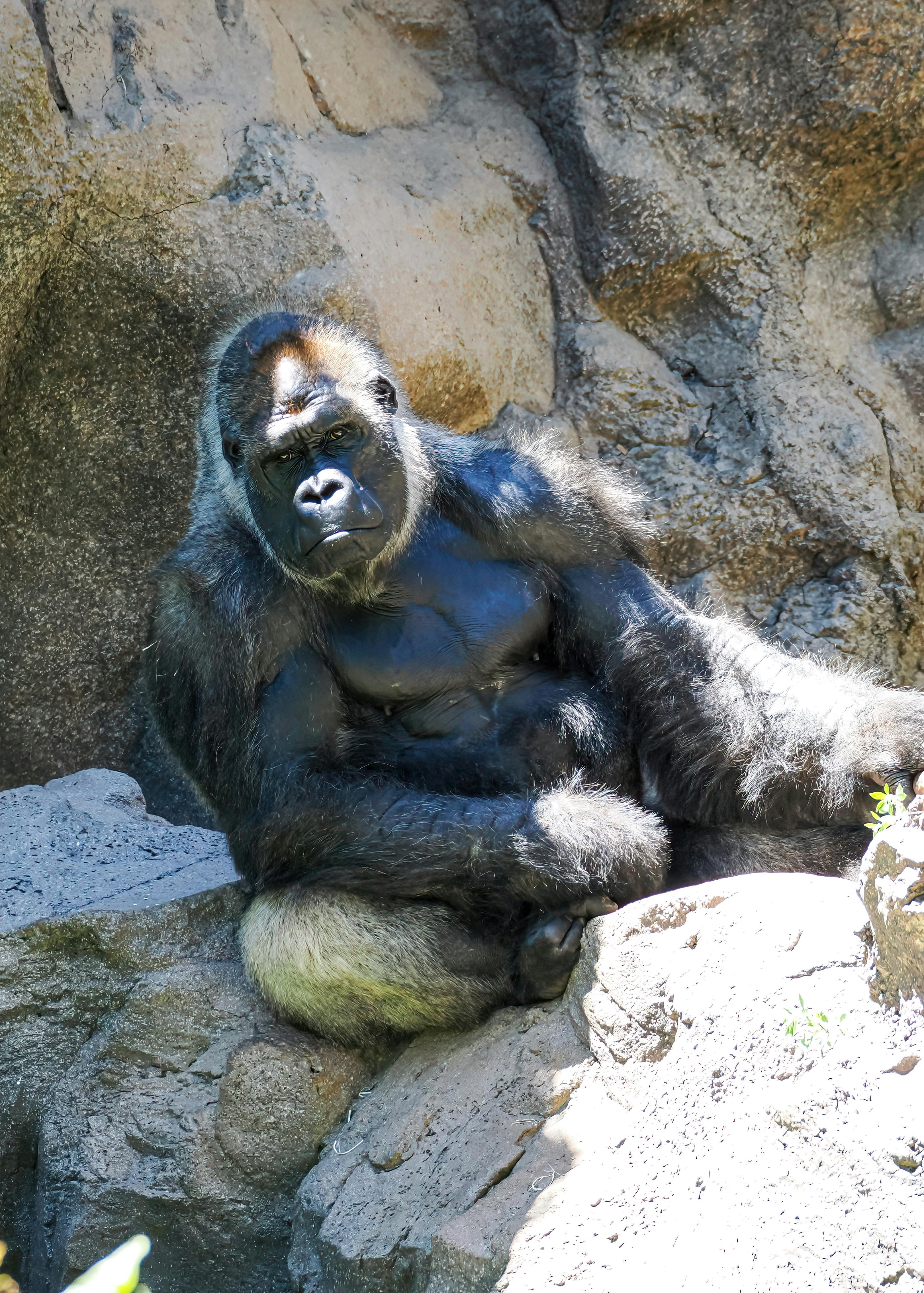 Foto de stock gratuita sobre al aire libre, animal, animal salvaje ...