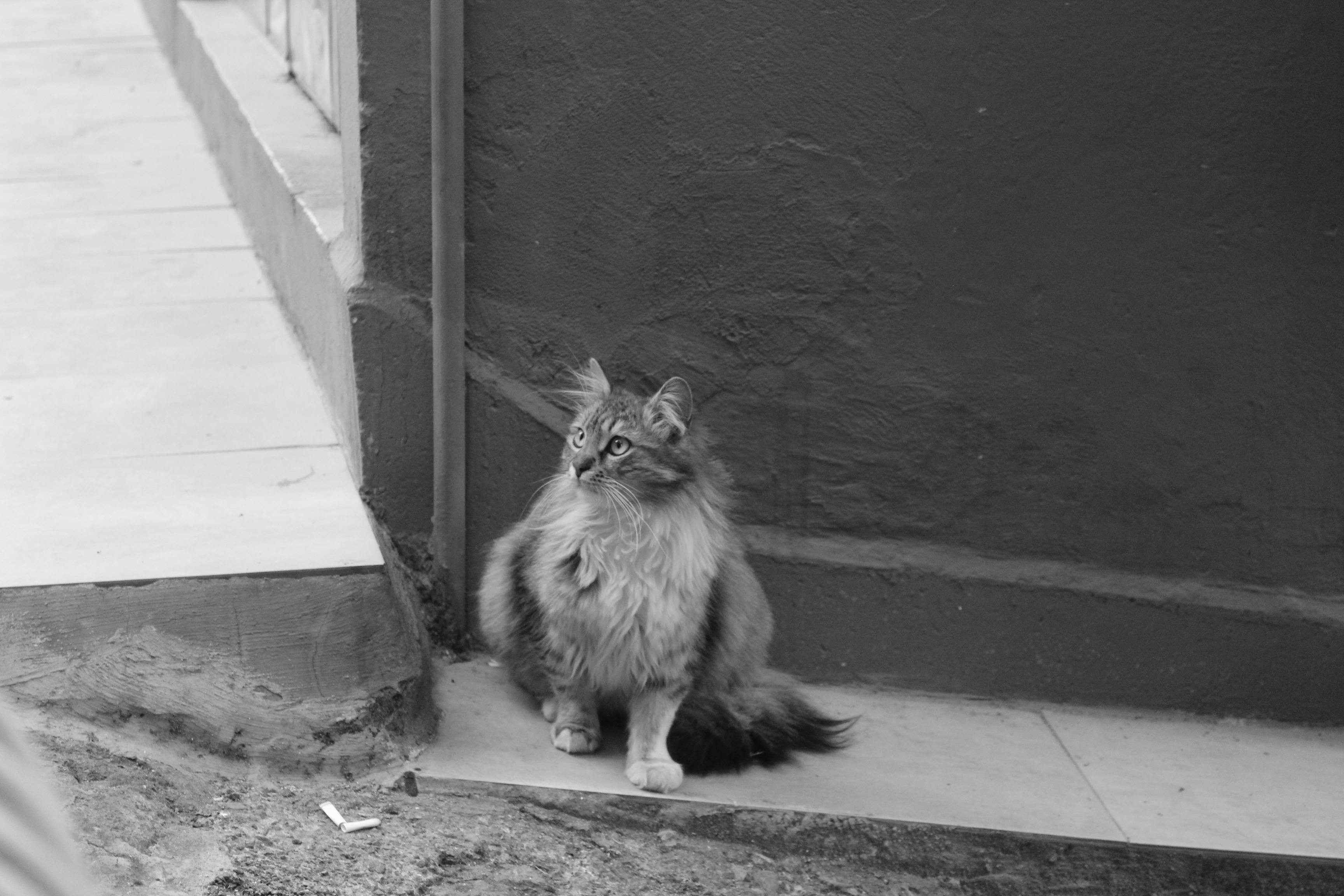 Black and White Portrait of Fluffy Cat in Bursa · Free Stock Photo
