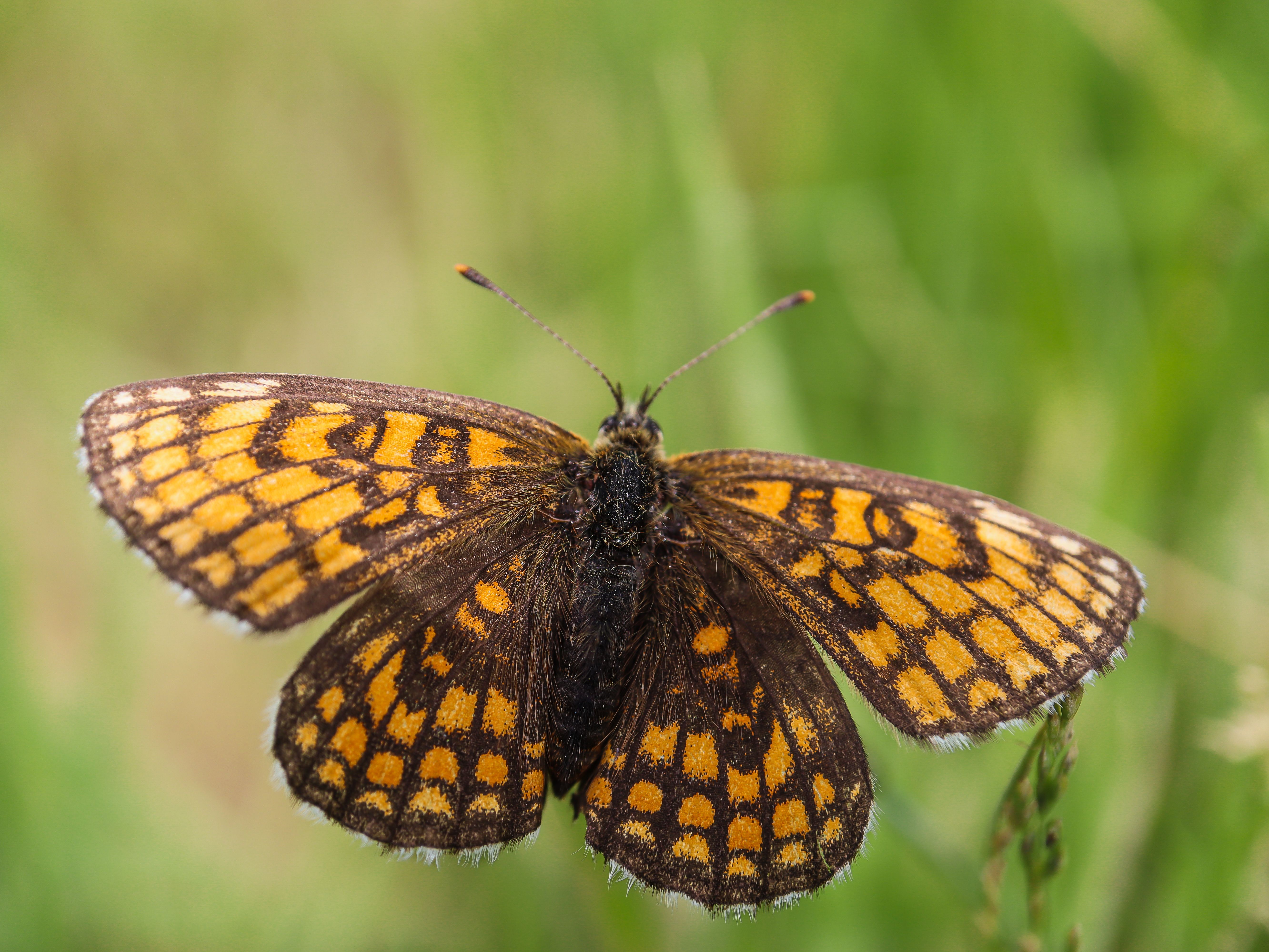 Close-up of a Beautiful Melitaea Butterfly in Nature · Free Stock Photo