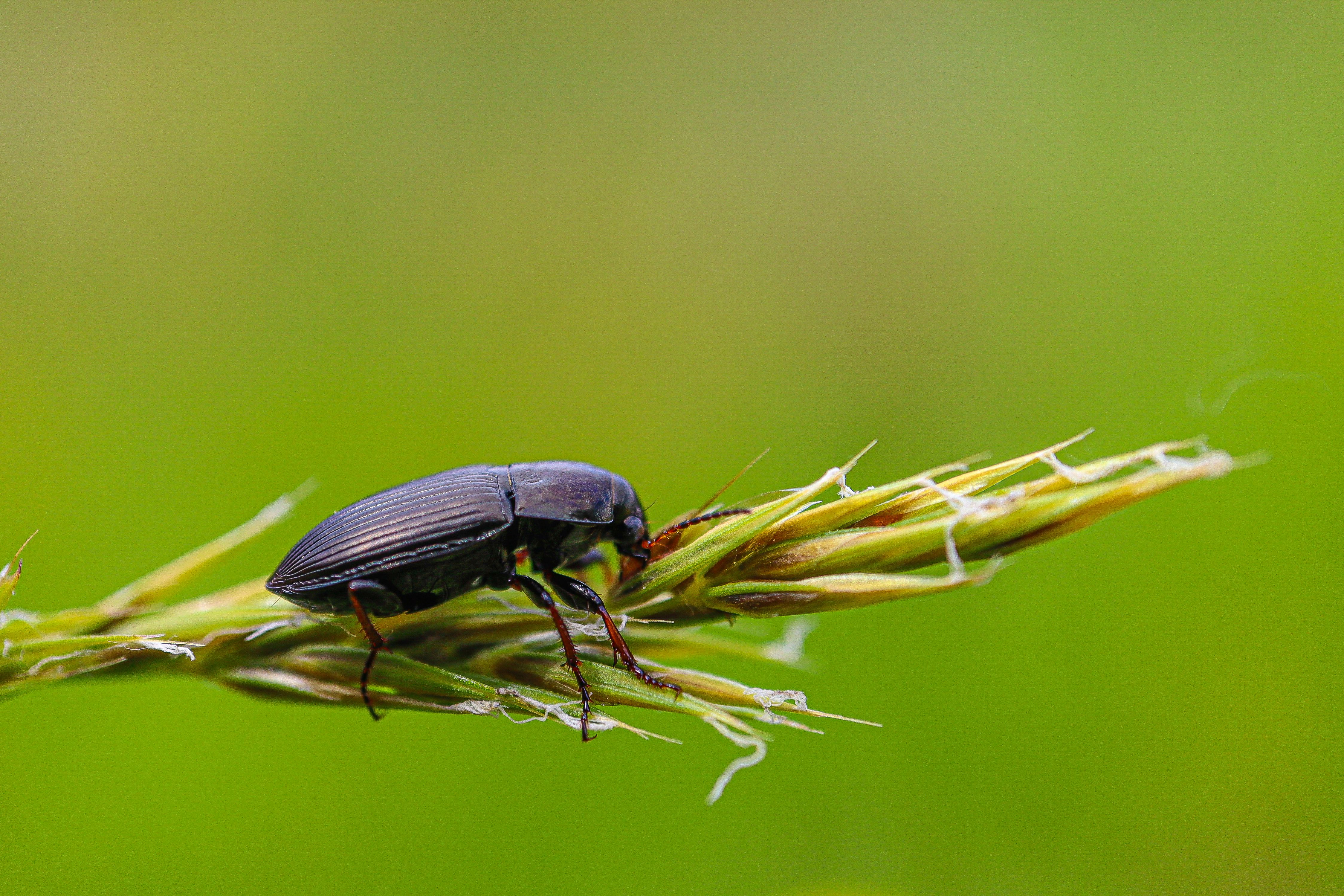 Bug Ee's Photos, Download The BEST Free Bug Ee's Stock Photos & HD Images