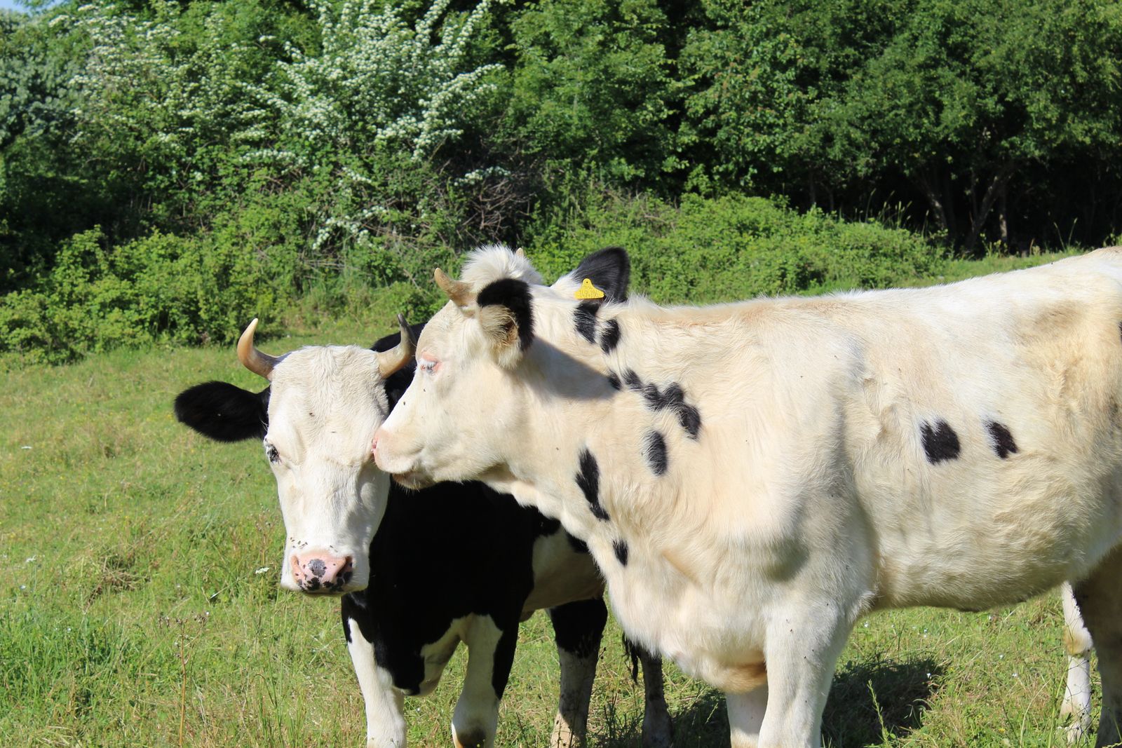 Cows Buttocks Photos, Download The BEST Free Cows Buttocks Stock Photos ...
