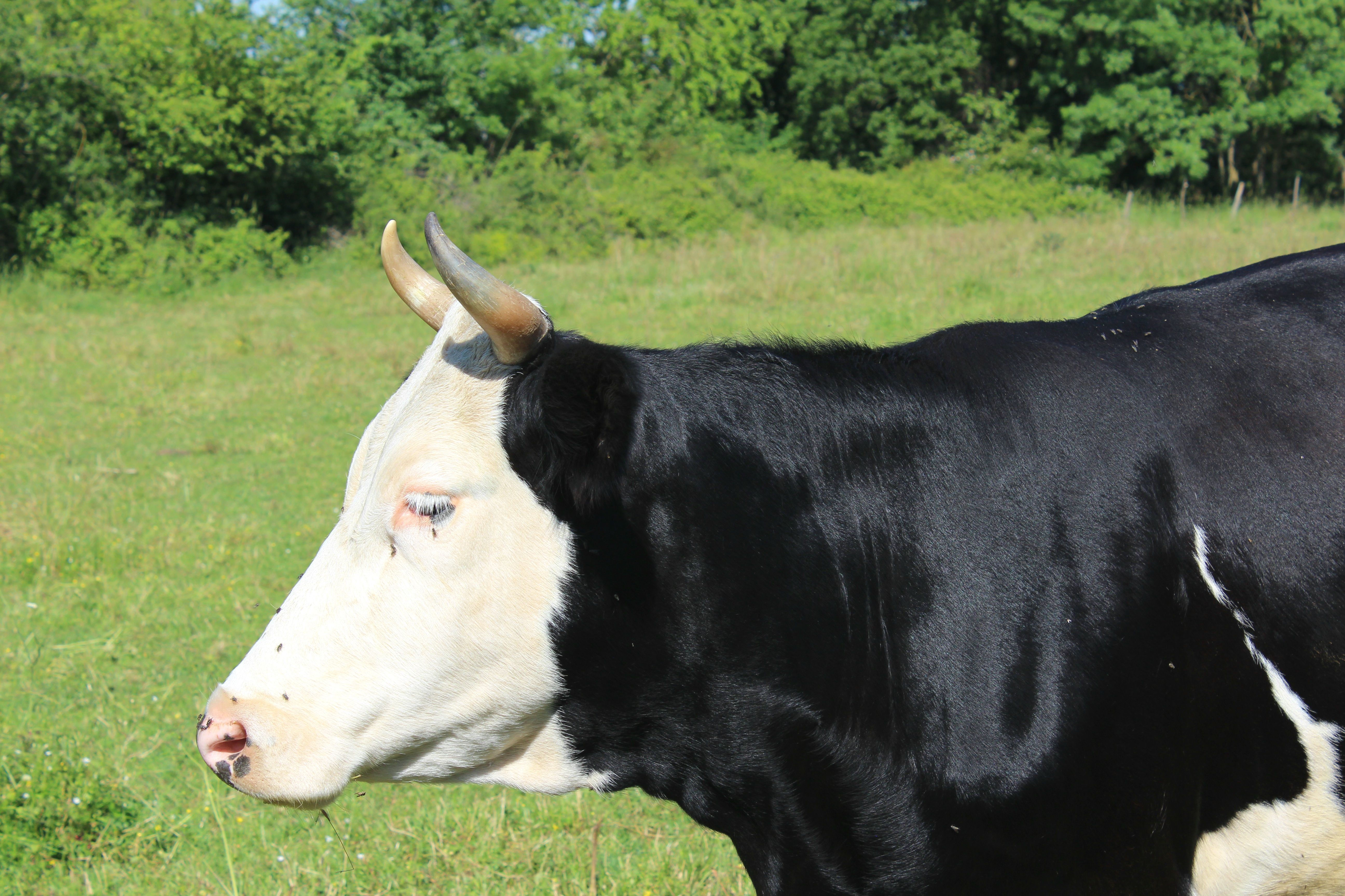Portrait of Cow · Free Stock Photo