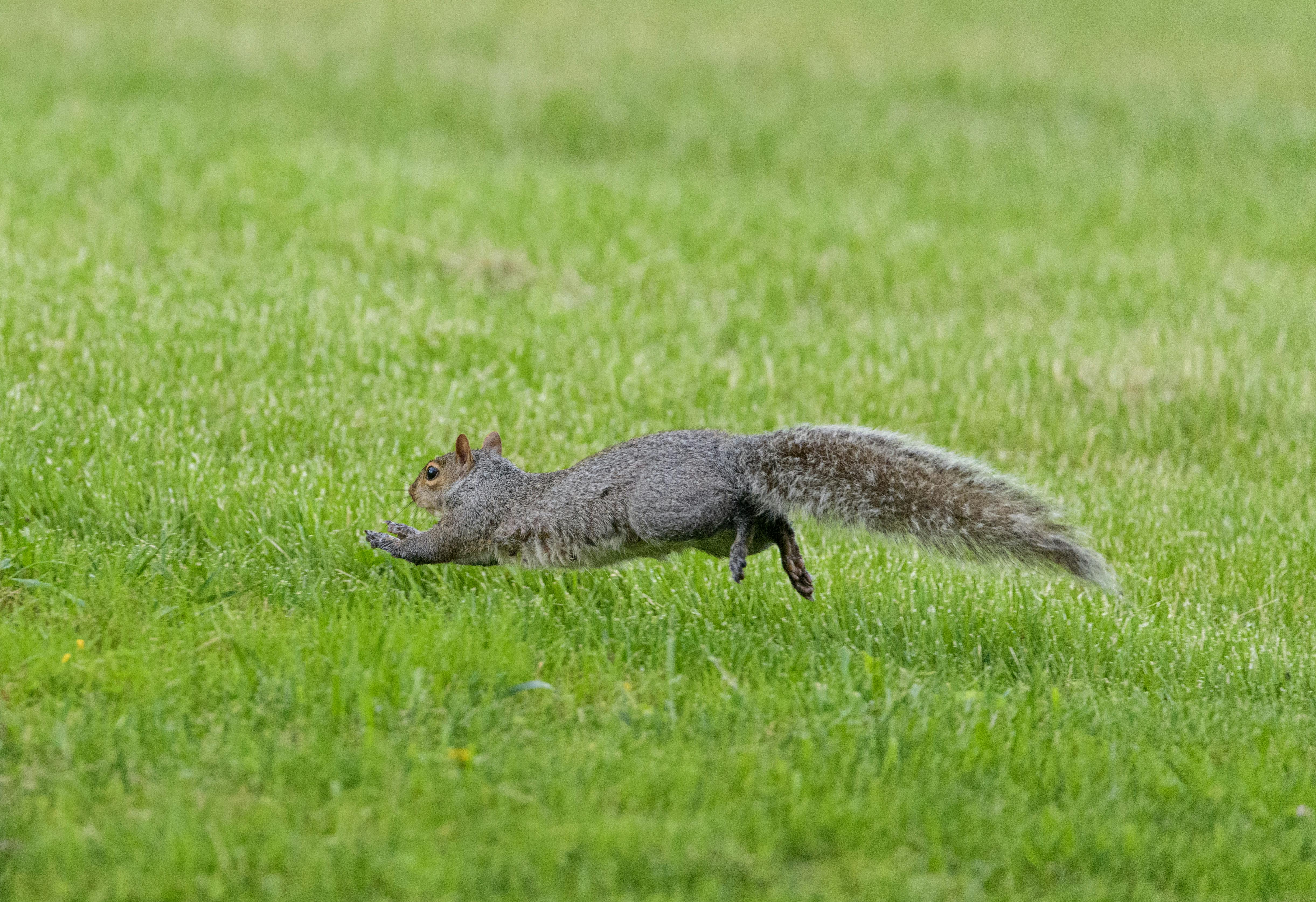 Gray Squirrel Leaping Through Green Grass · Free Stock Photo