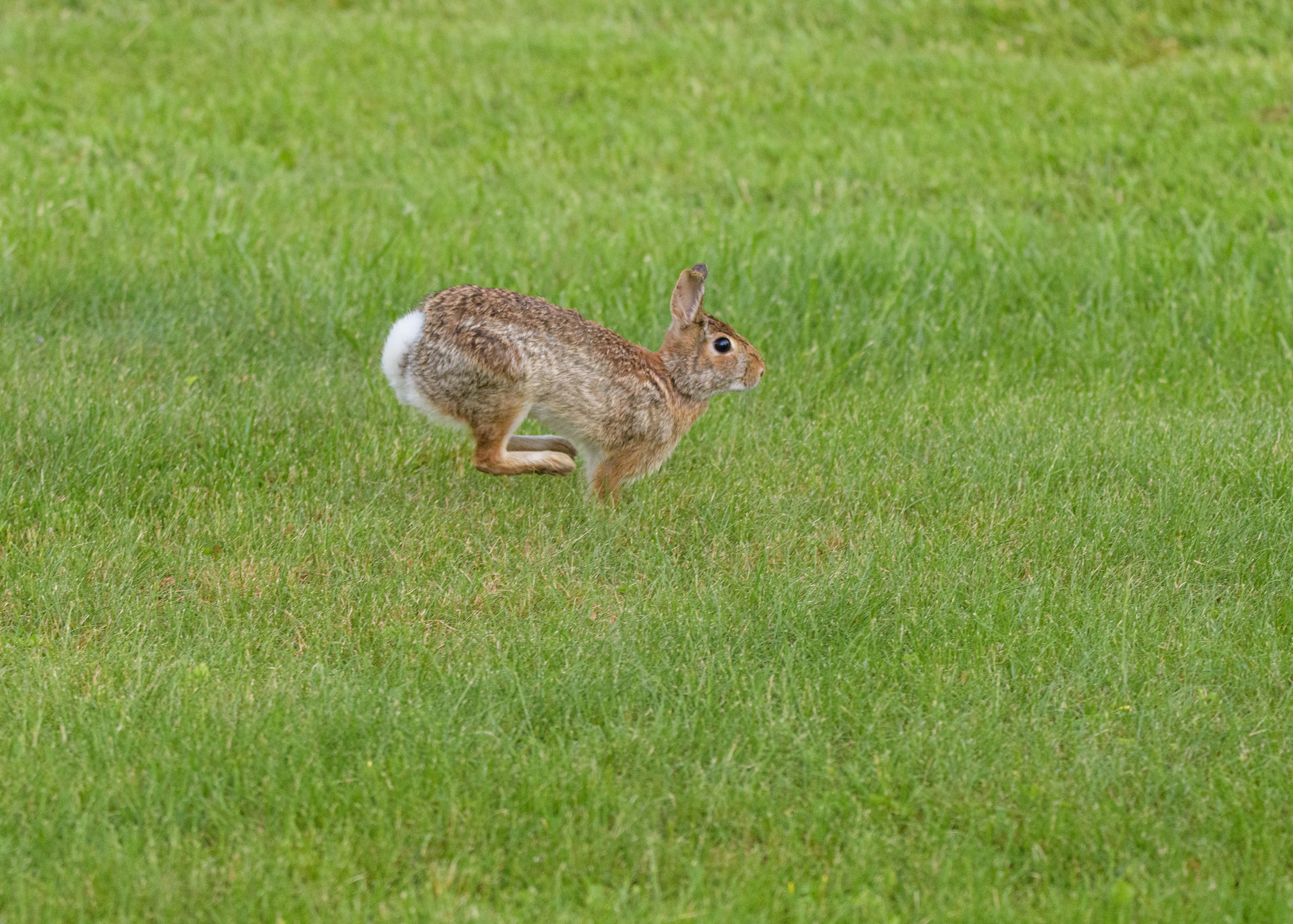 Wild Rabbit in Motion on Green Lawn · Free Stock Photo