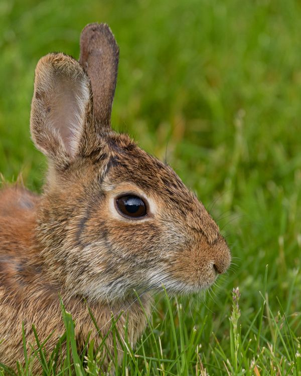 Rabbit Face Photos, Download The BEST Free Rabbit Face Stock Photos ...