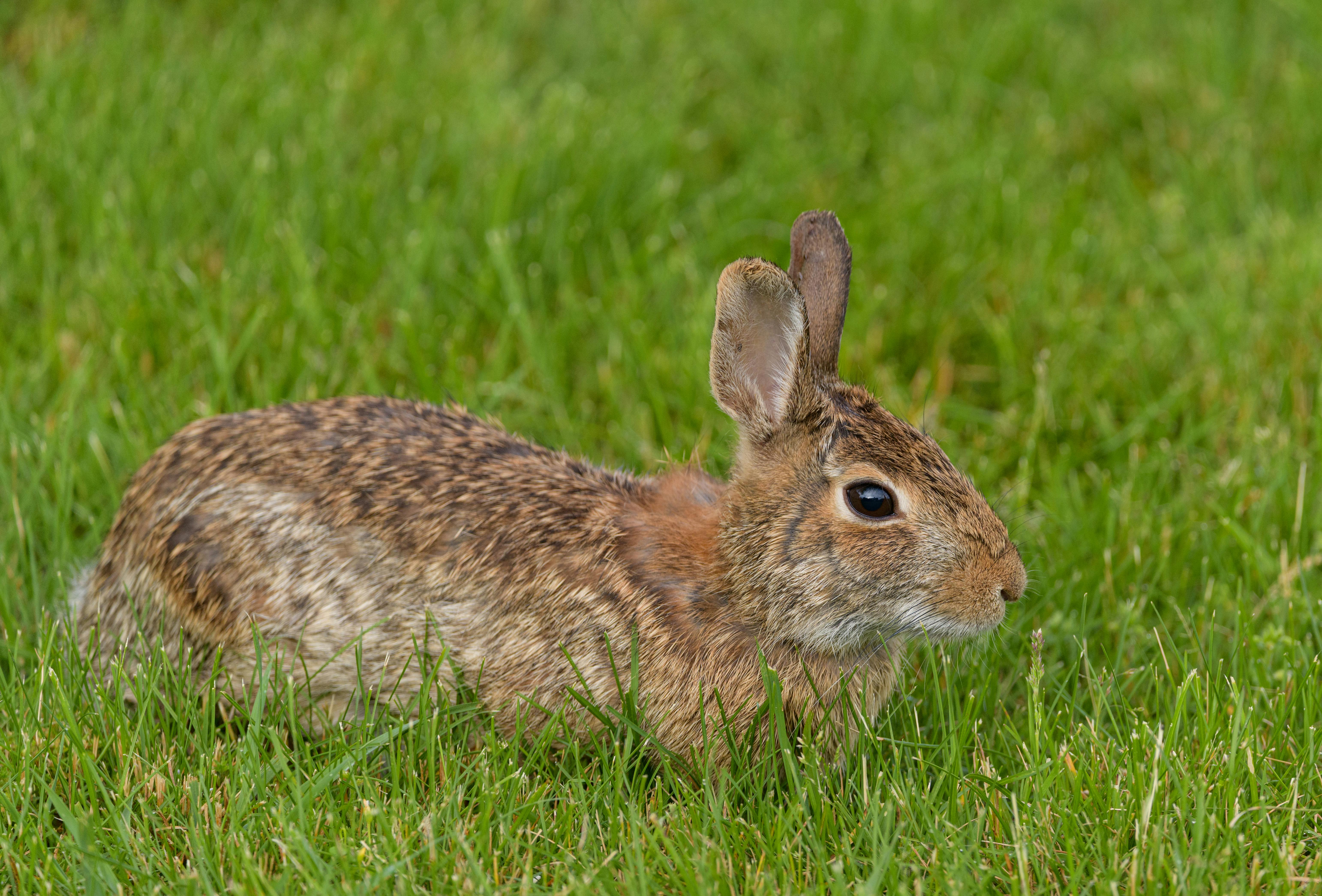 White Rabbit on Green Grass · Free Stock Photo
