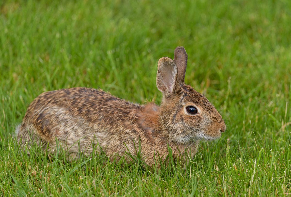 Cute Rabbit Photos, Download The BEST Free Cute Rabbit Stock Photos ...