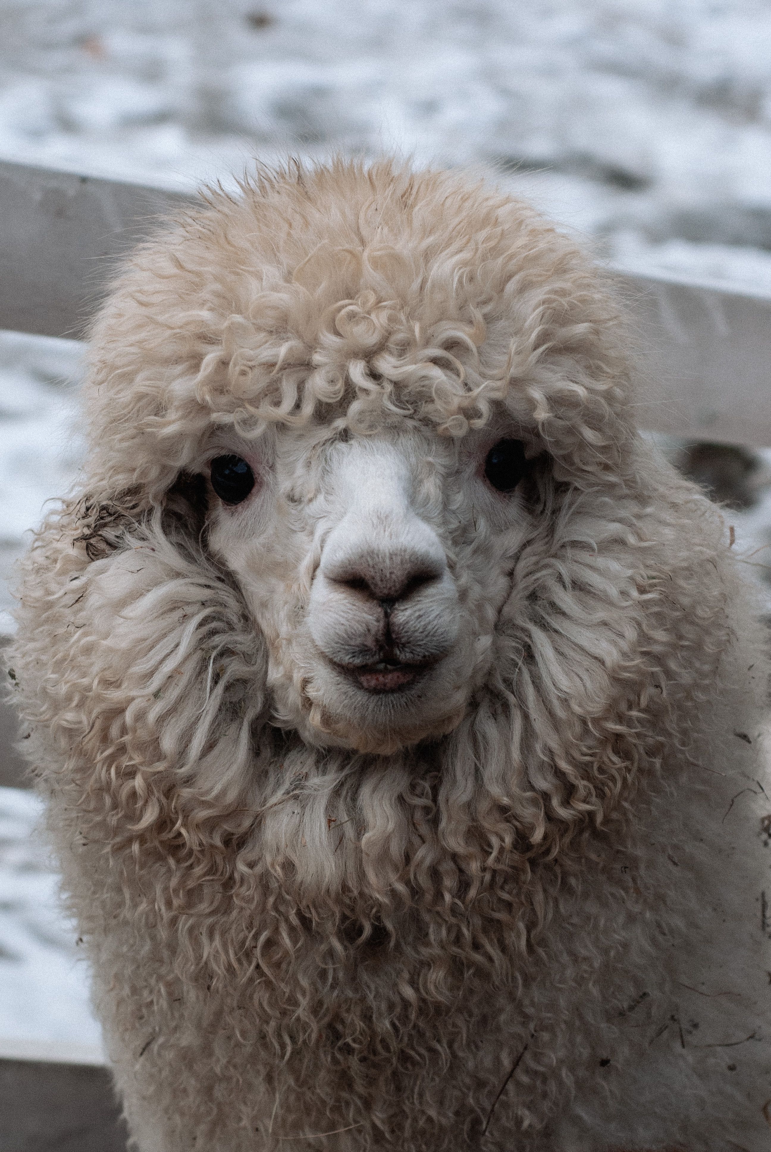 Close-Up of Fluffy Alpaca in Winter Setting · Free Stock Photo