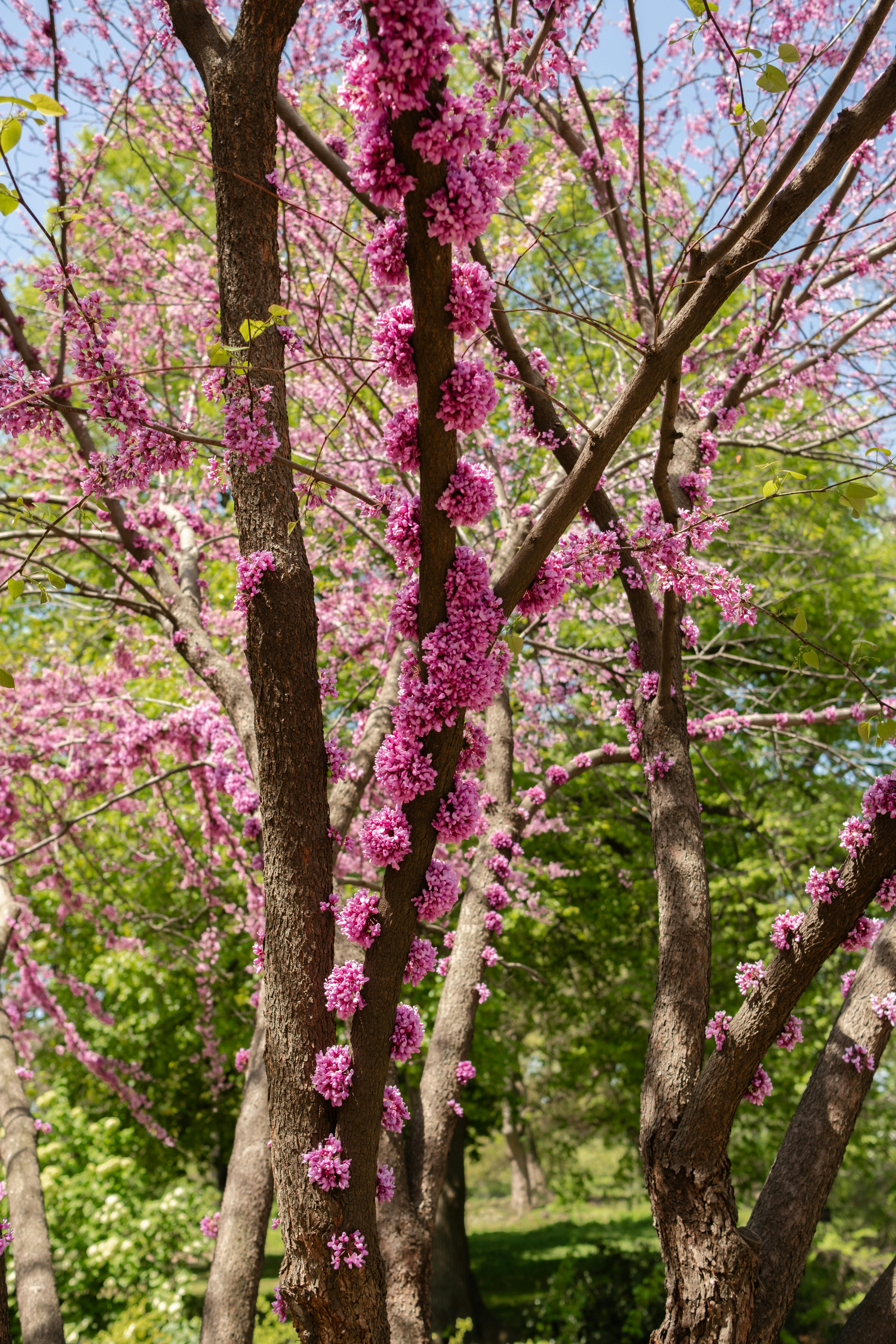Drzewo Redbud Photos, Download The BEST Free Drzewo Redbud Stock Photos ...