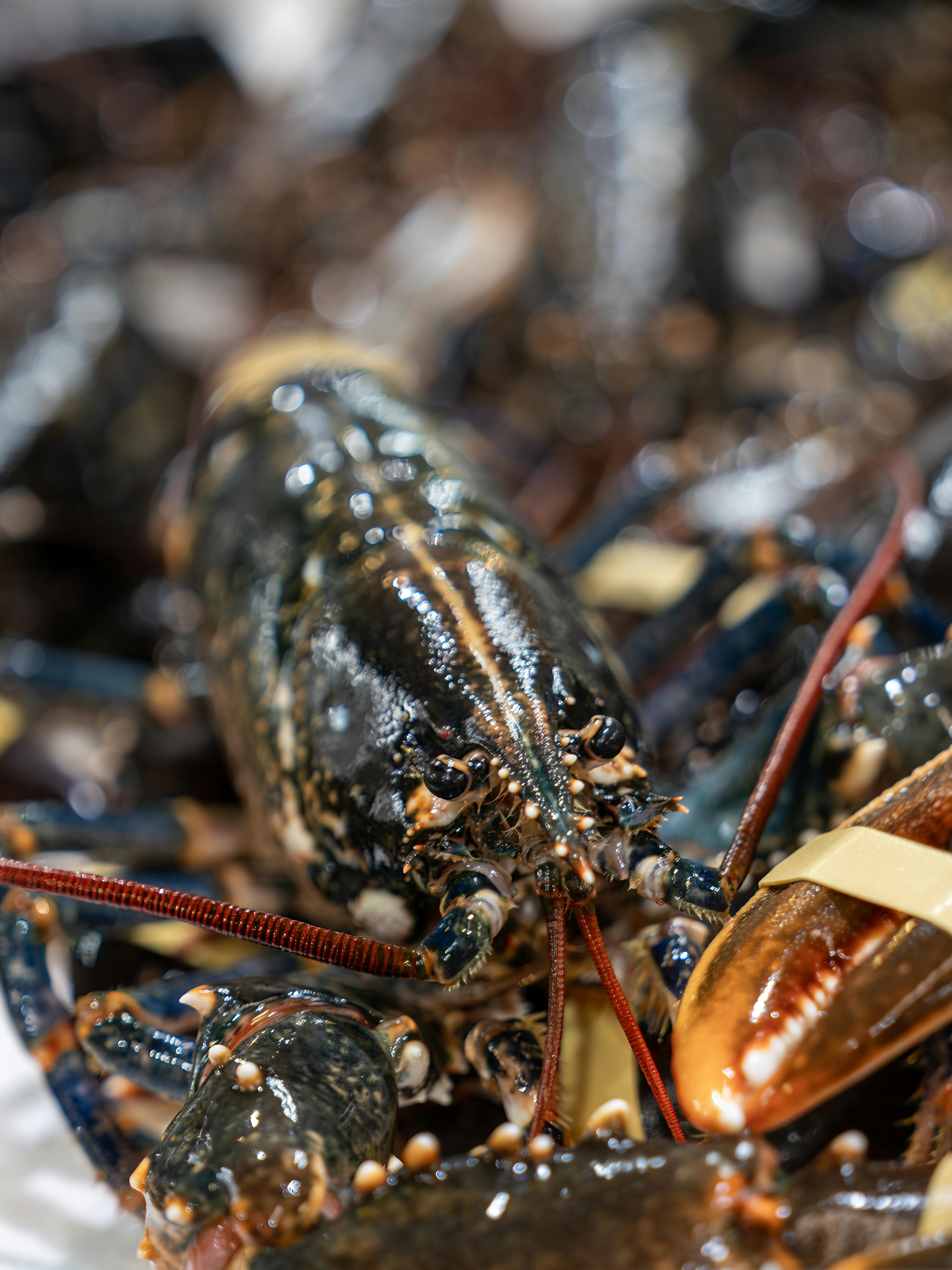 Close-up of Live Lobster at Seafood Market · Free Stock Photo