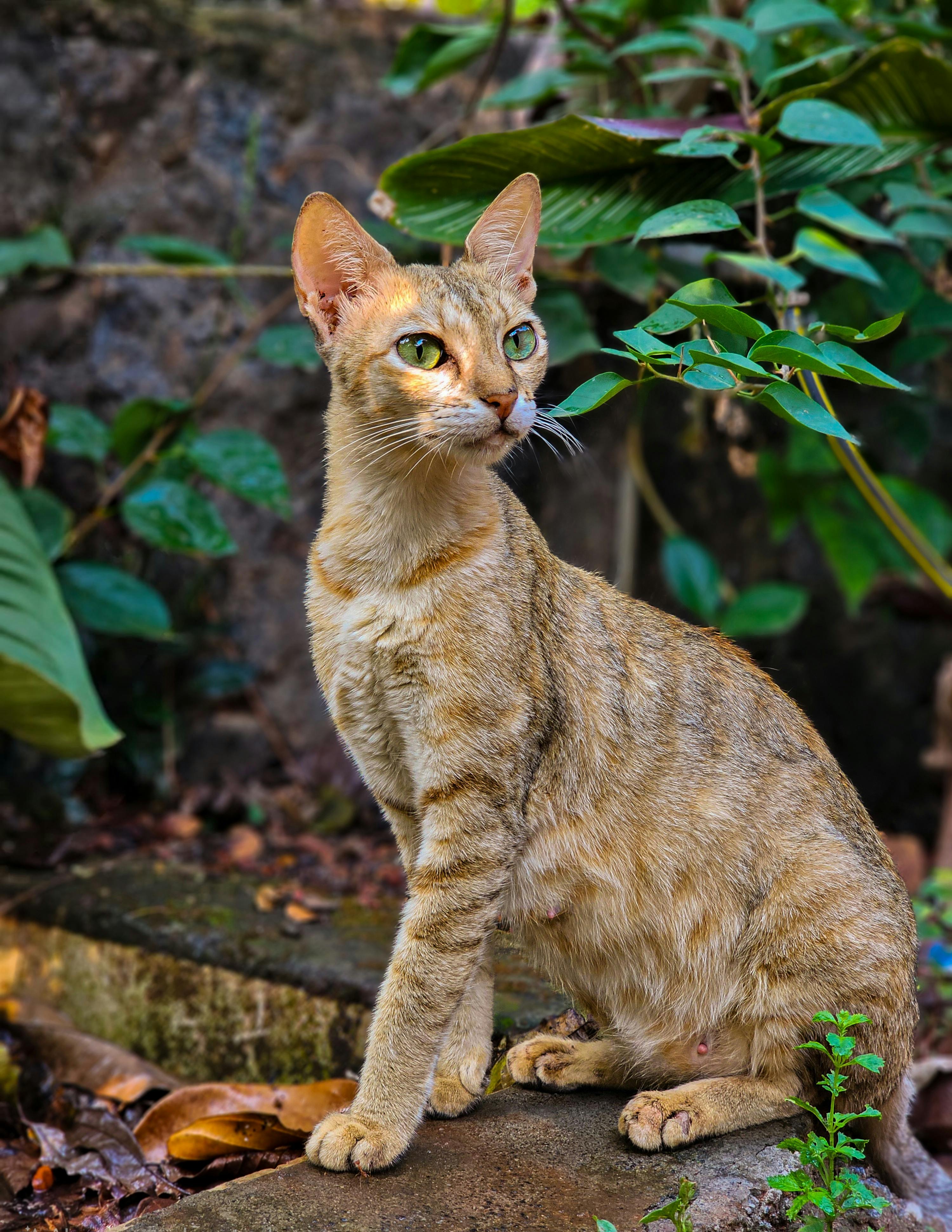 Thom Cat Photos, Download The BEST Free Thom Cat Stock Photos & HD Images