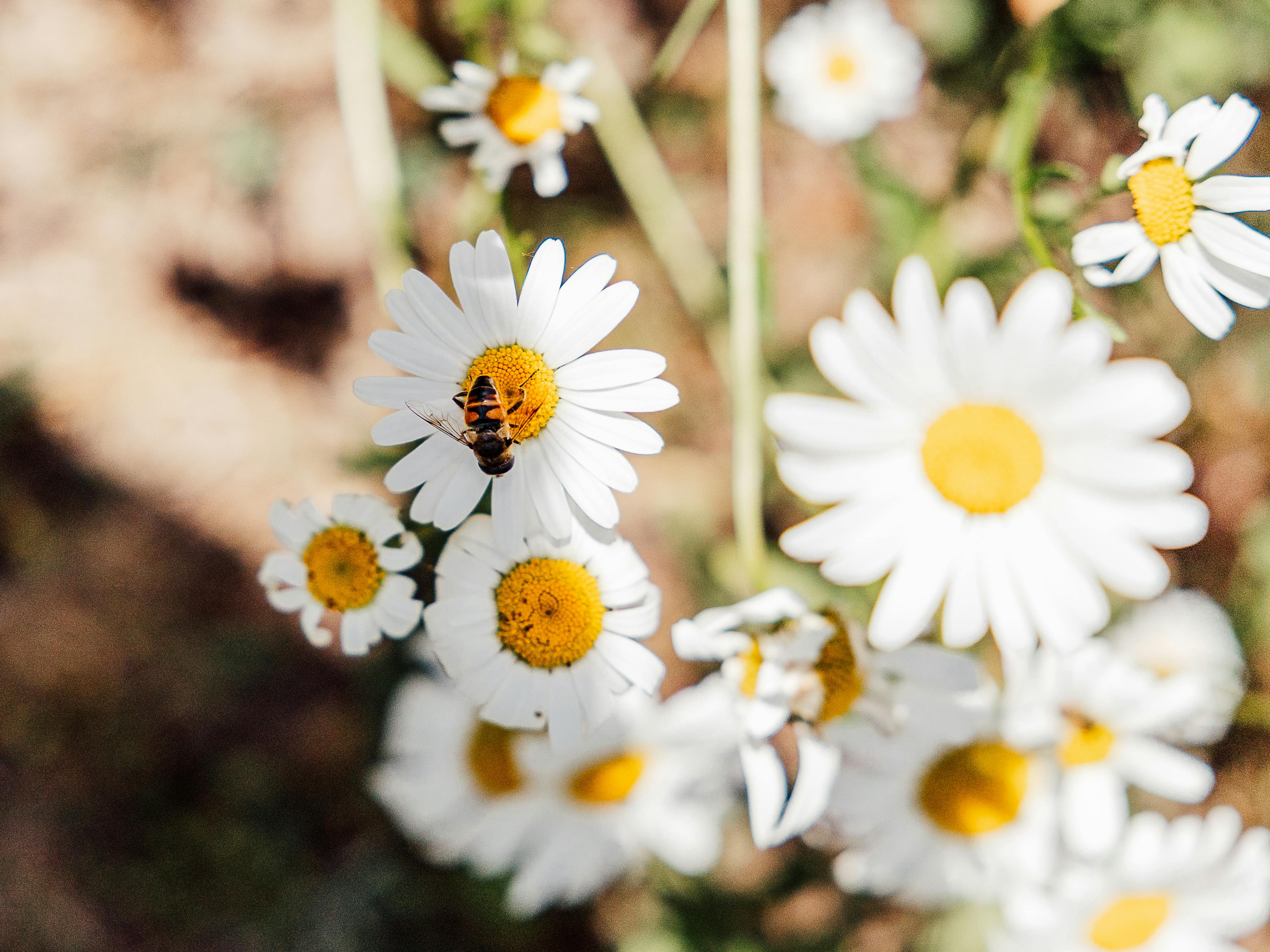 Bee Pollinating Daisies in French Garden · Free Stock Photo