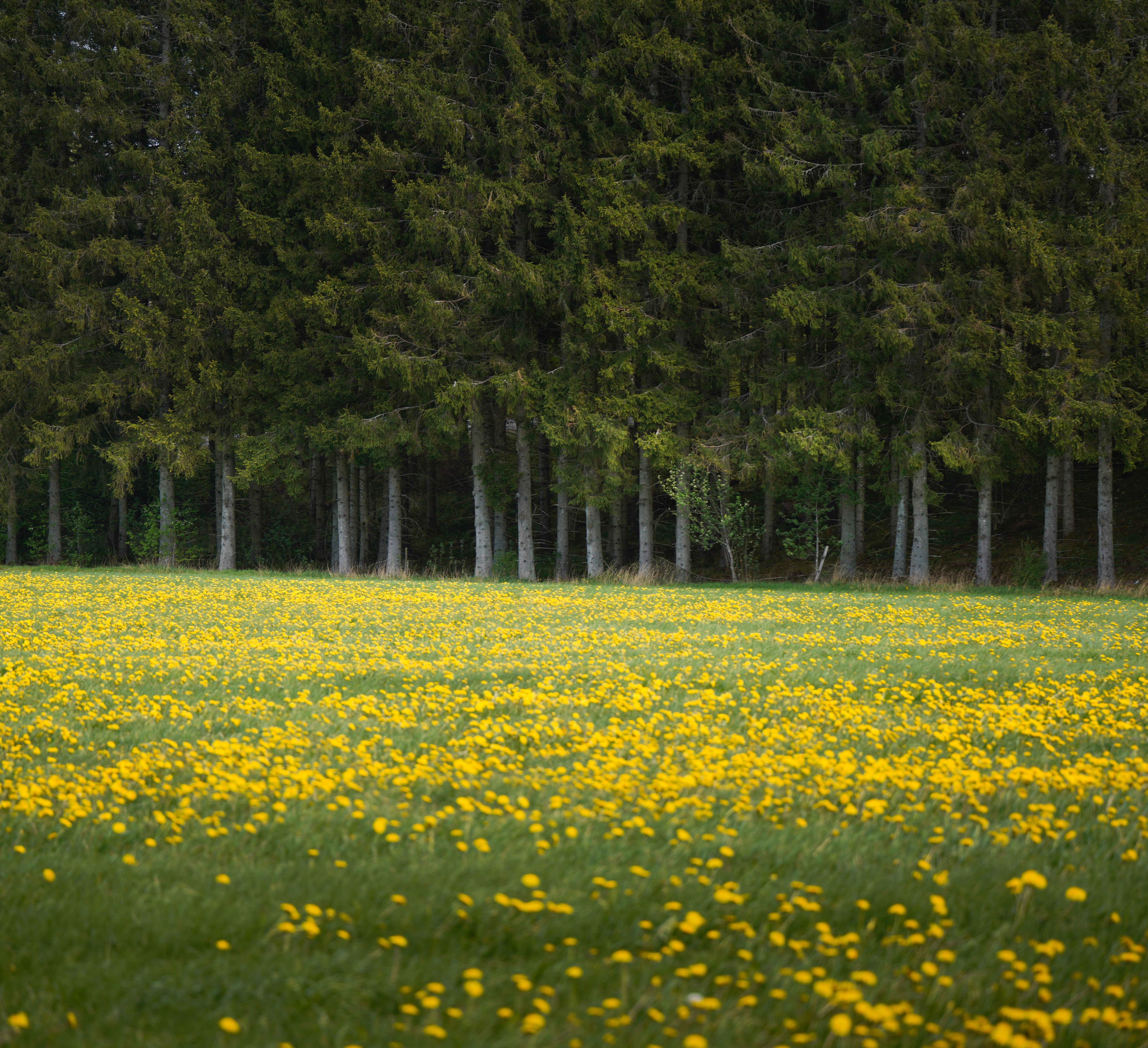 Lush Green Forest Edge with Vibrant Dandelions · Free Stock Photo