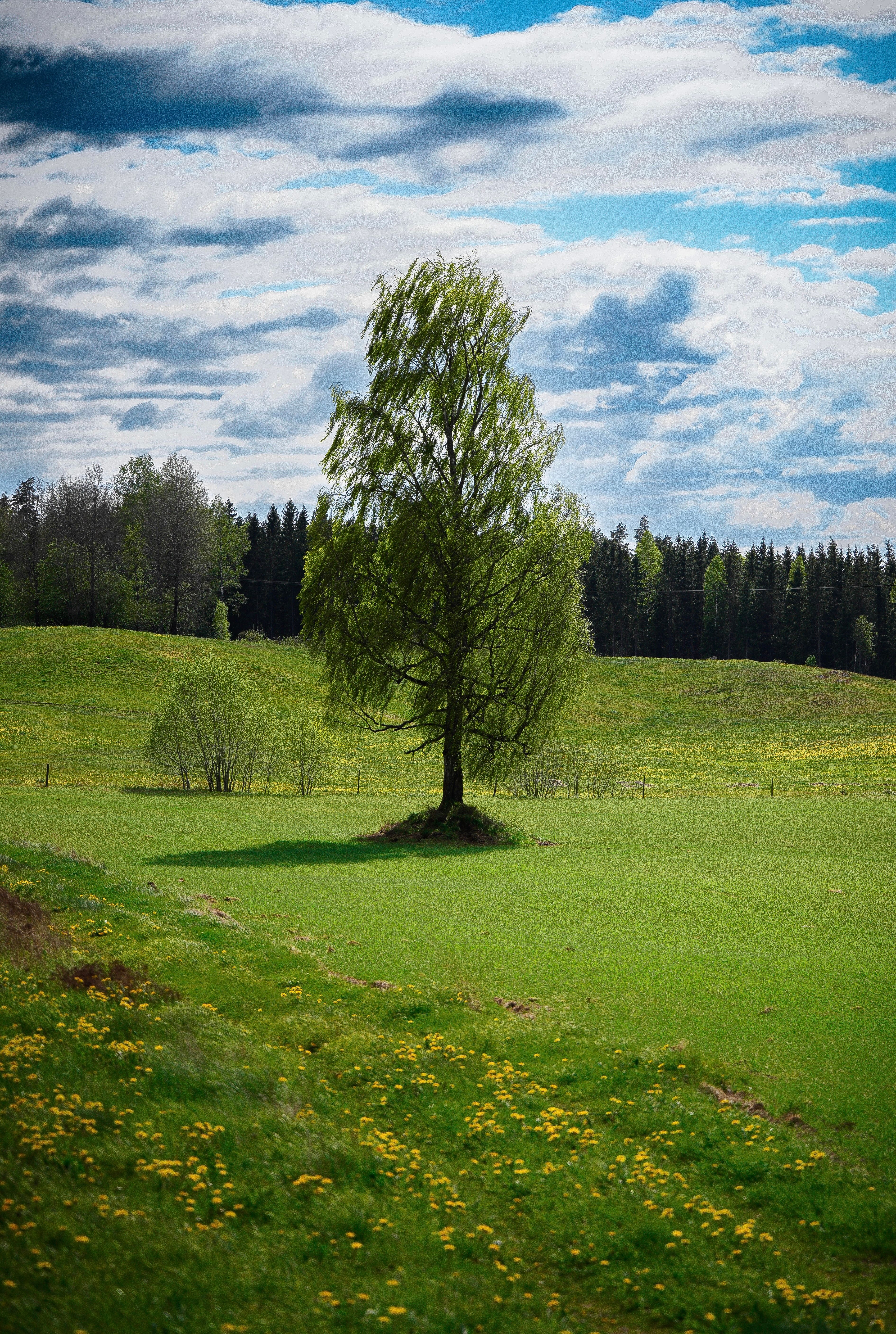 Lone Tree in Scenic Verdant Landscape · Free Stock Photo