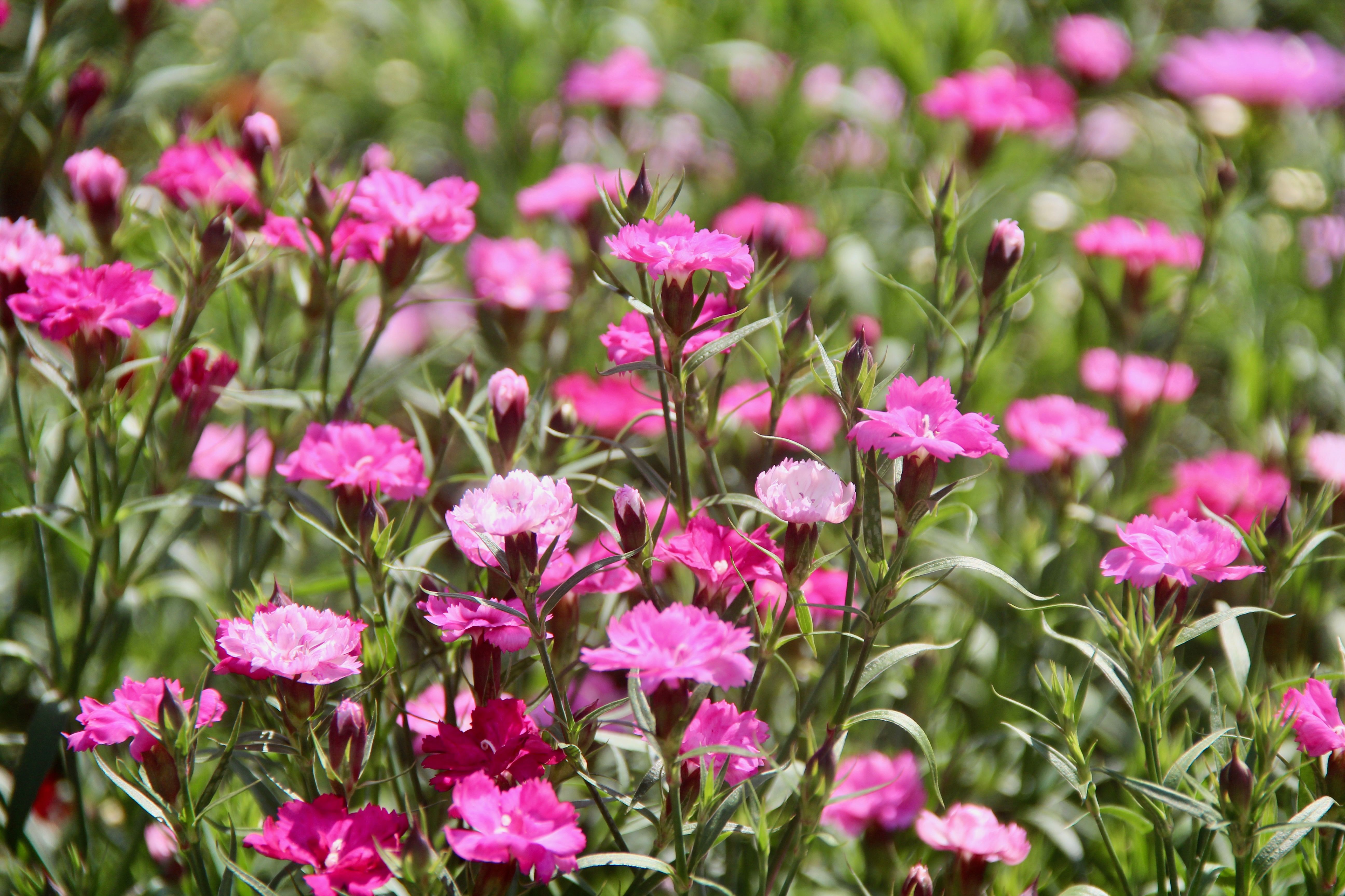Vibrant Pink Carnations in a Summer Garden · Free Stock Photo