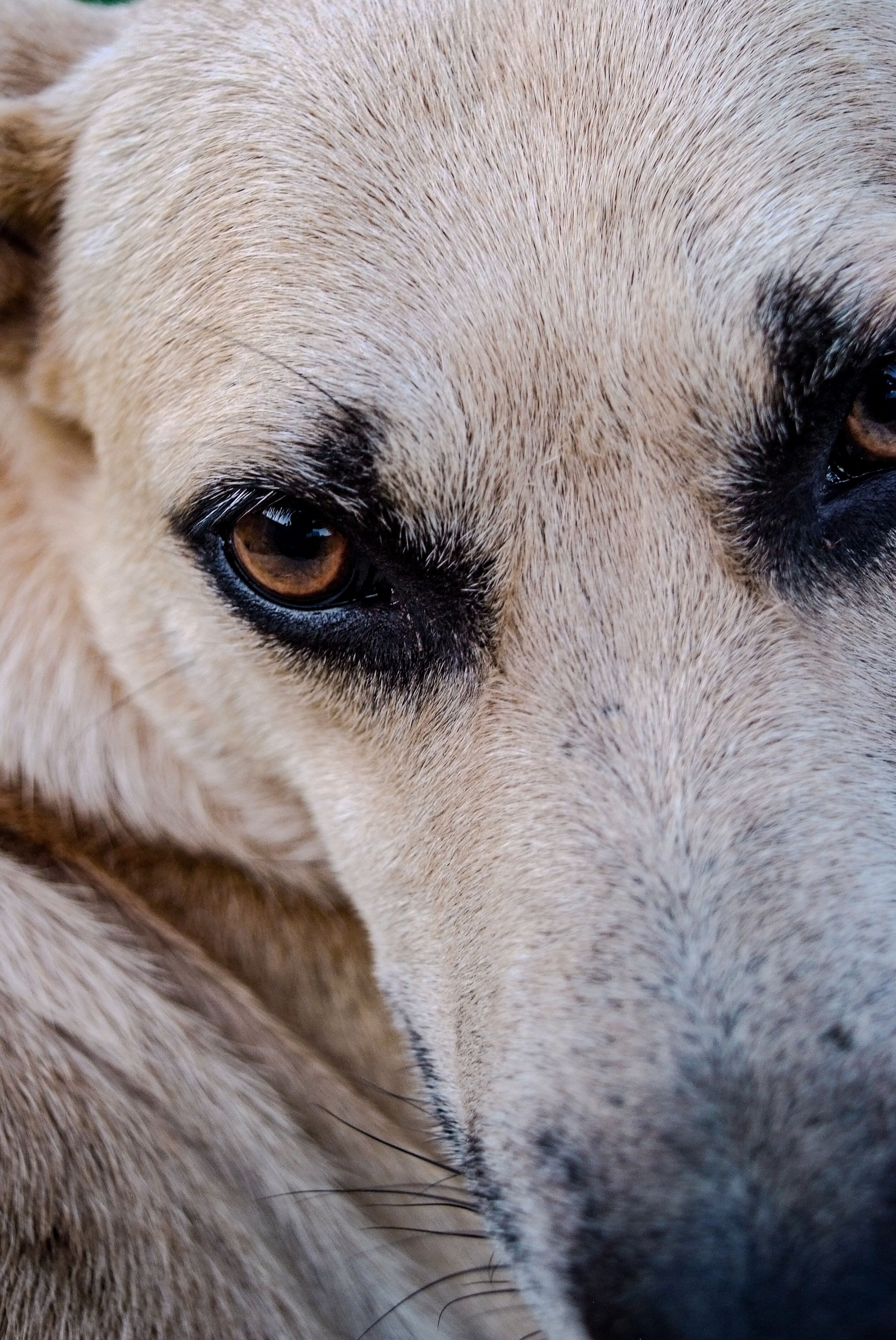 Close-up Portrait of a Watchful Dog · Free Stock Photo