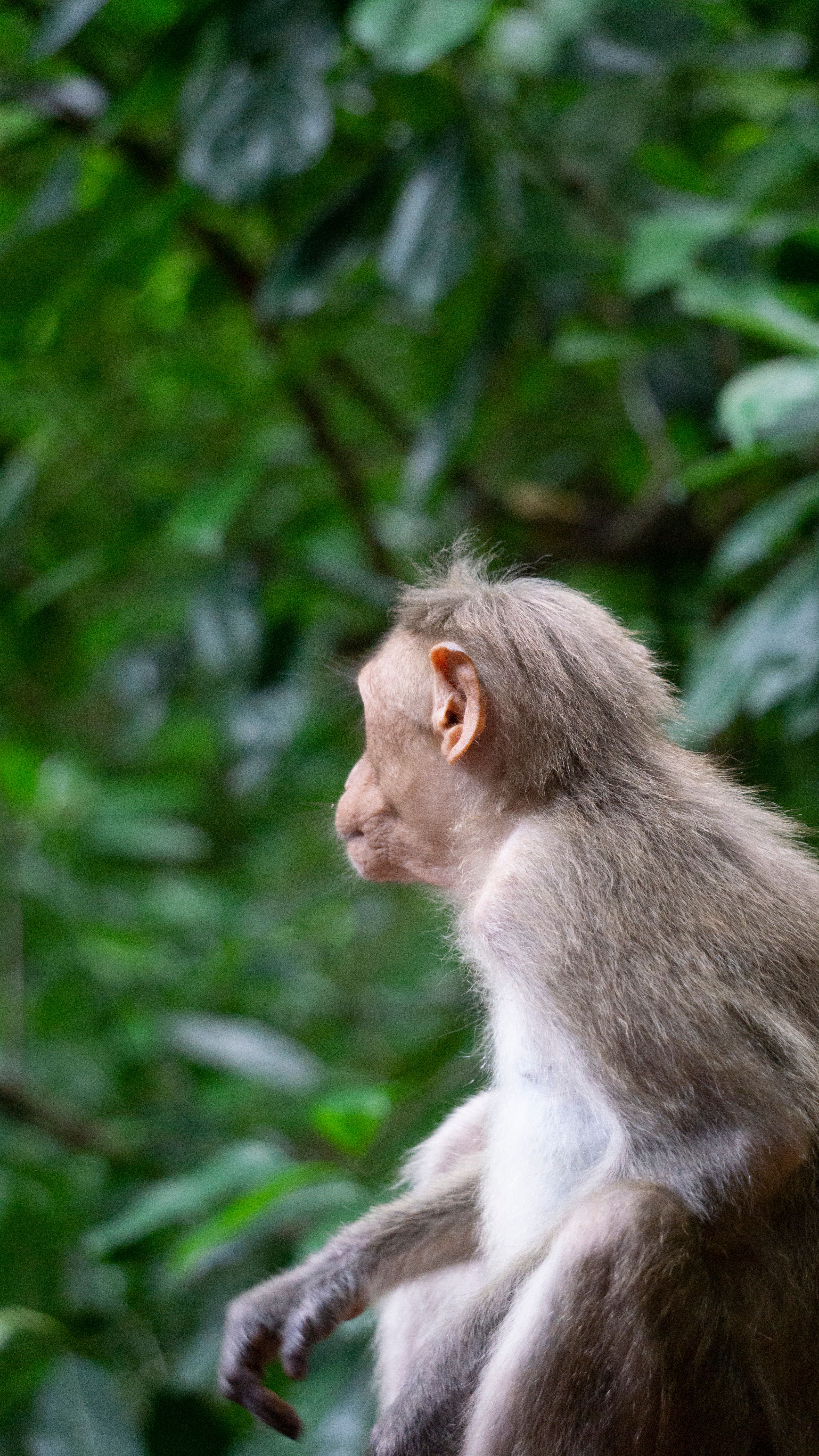 Side Profile of a Monkey in Lush Forest · Free Stock Photo