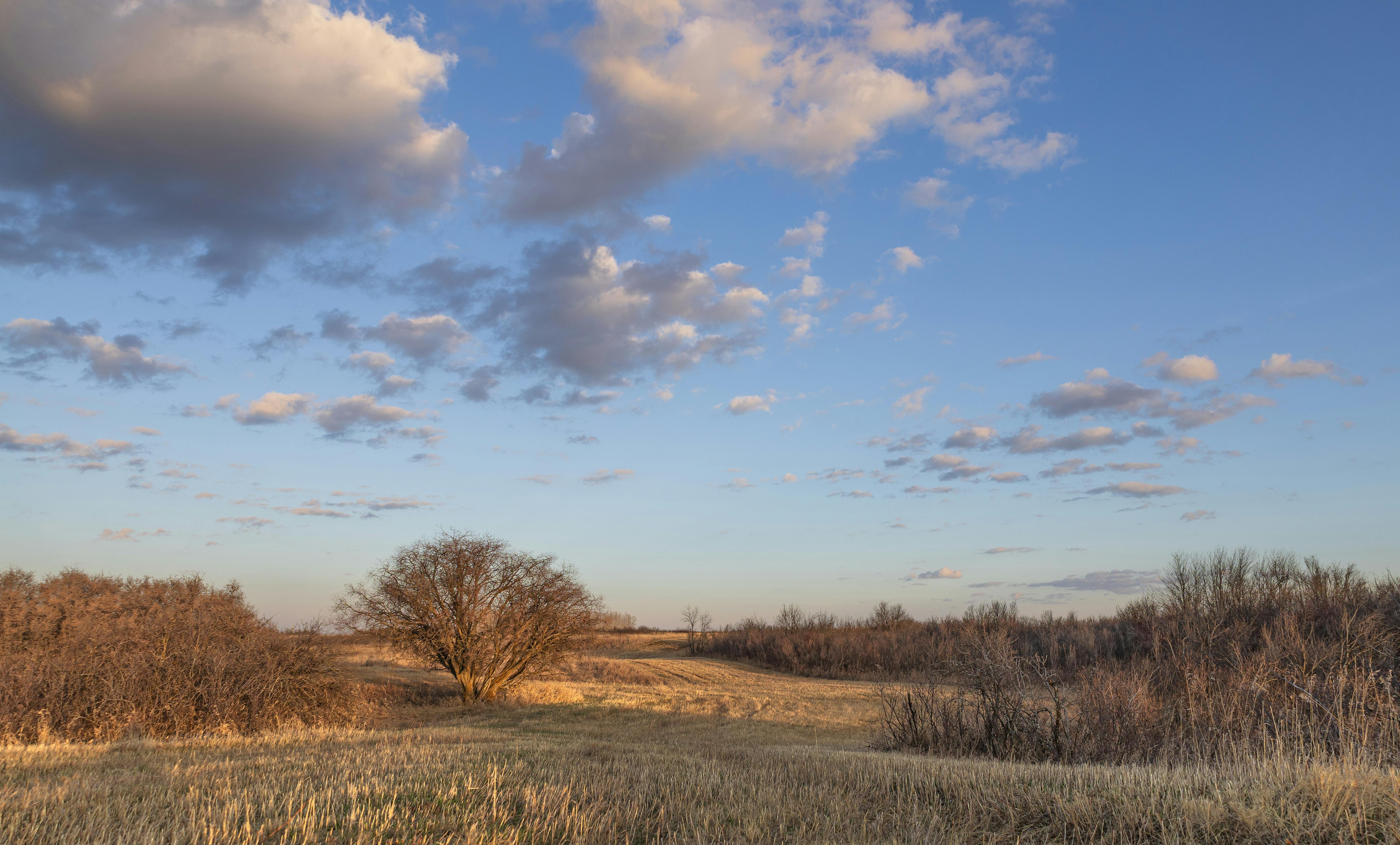 Golden Hour in Saskatoon Prairie Landscape · Free Stock Photo
