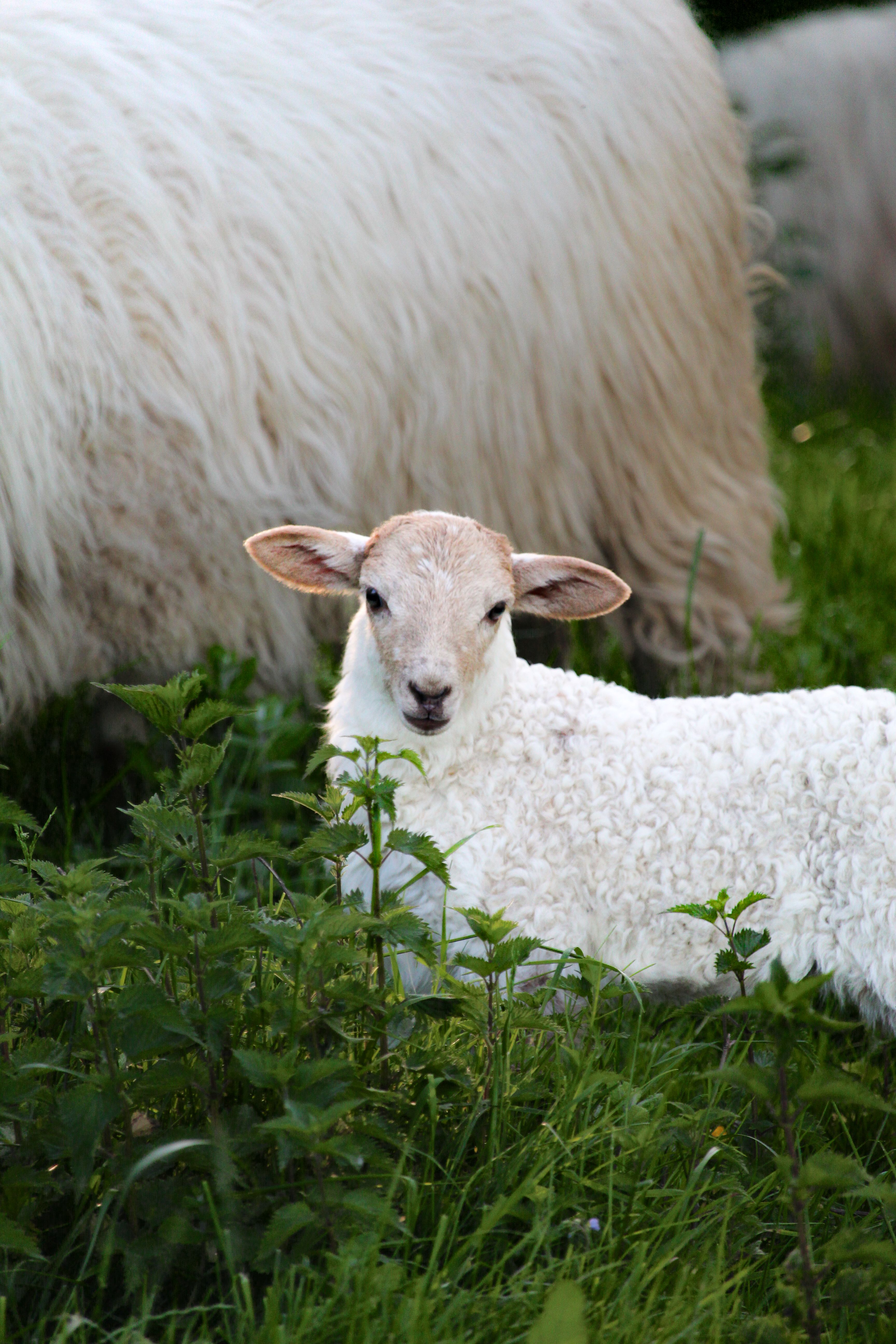 Selective Photography of White Lamb on Hay · Free Stock Photo