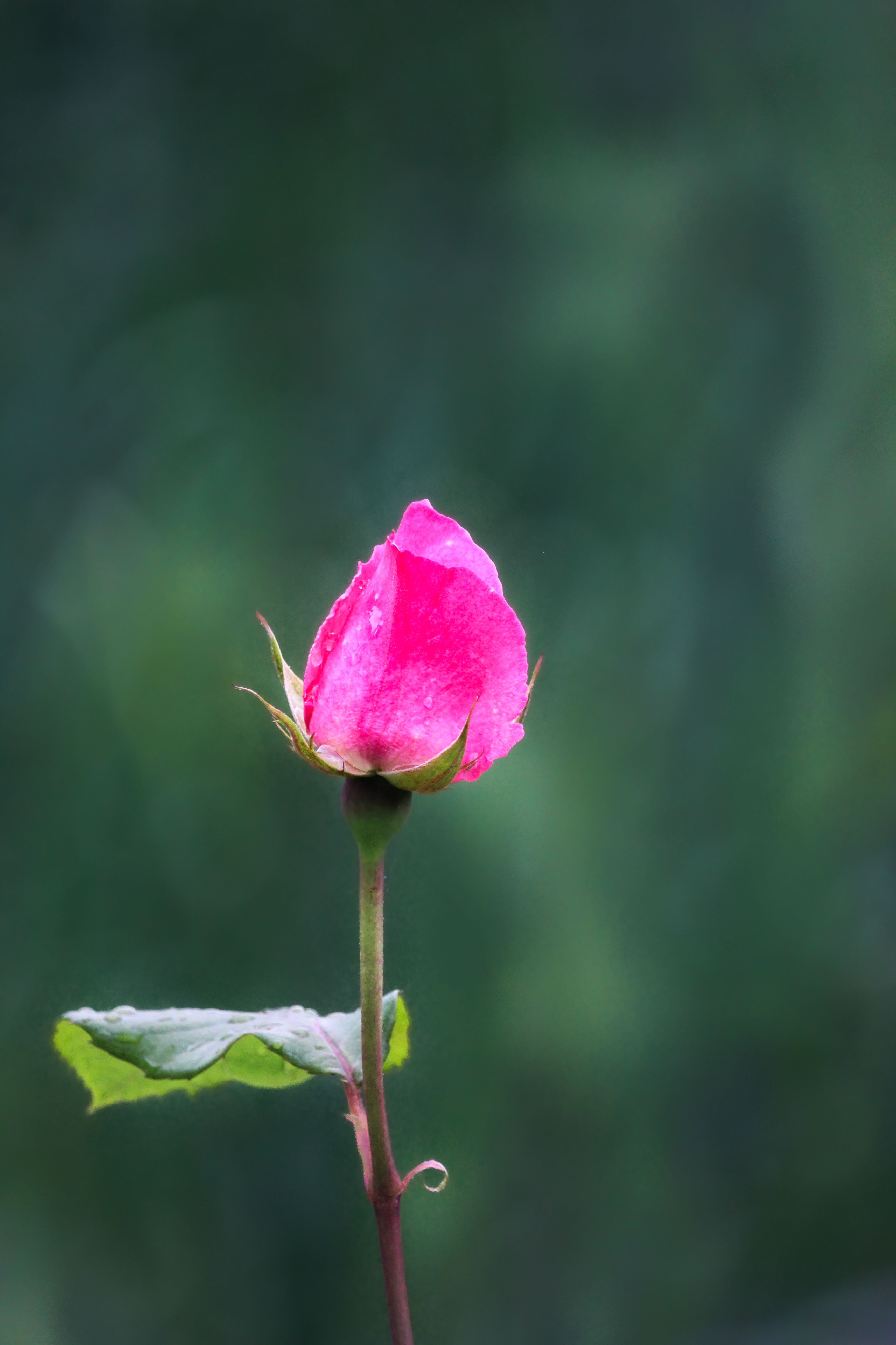 Close-up of Vibrant Pink Rose in Nature · Free Stock Photo