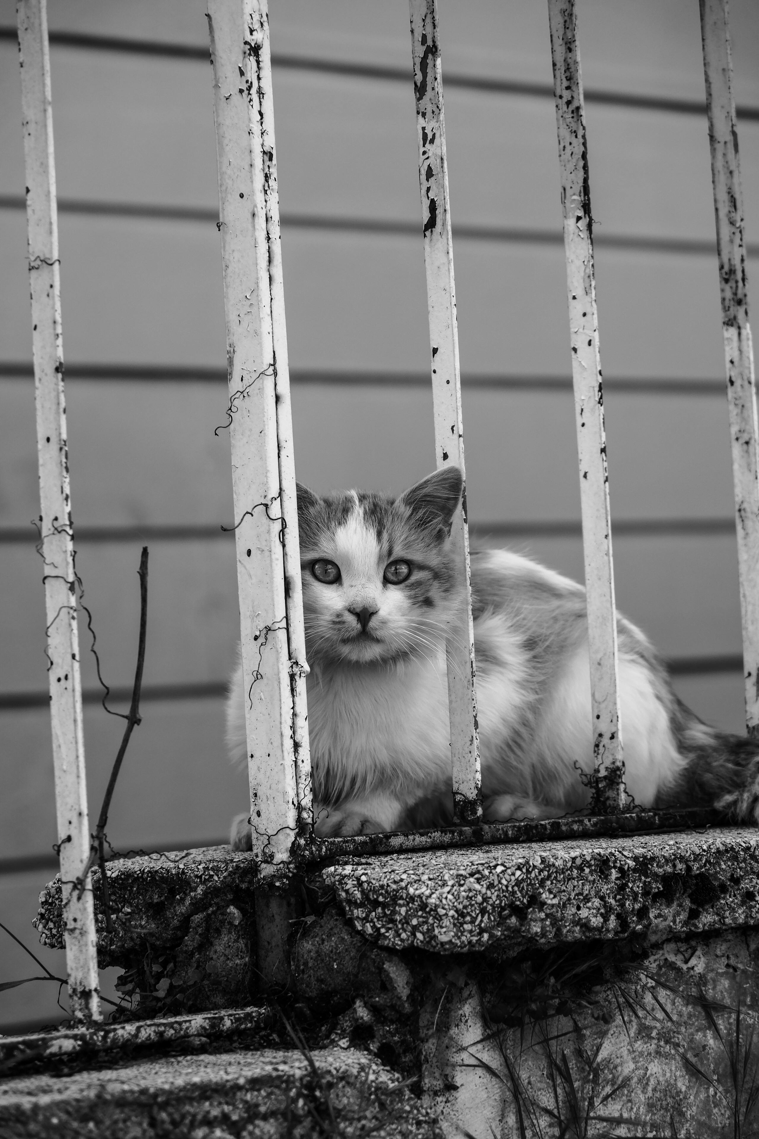 Captivating Black and White Portrait of Cat Behind Bars · Free Stock Photo