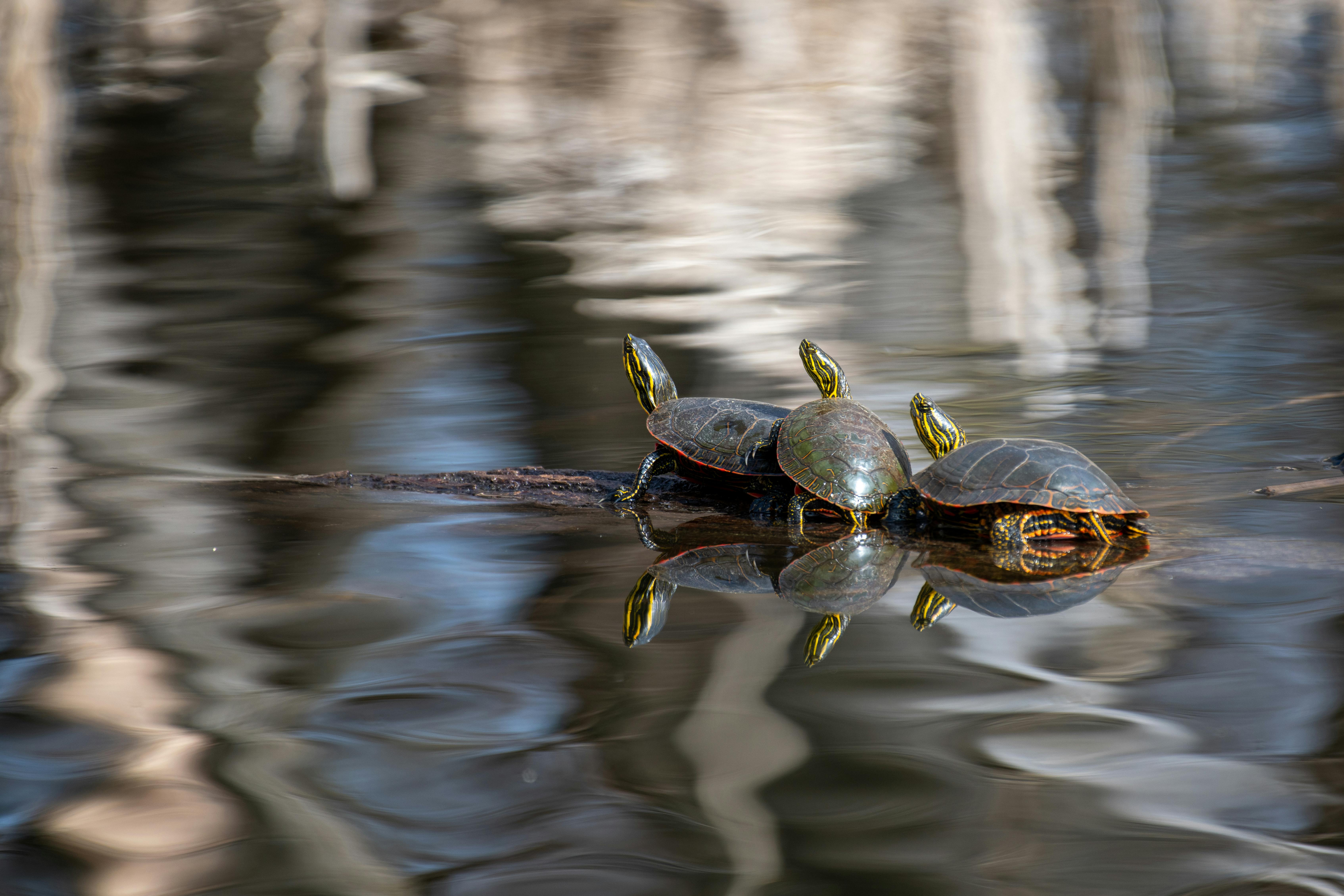 Three Painted Turtles Basking on a Log in Tranquil Pond · Free Stock Photo