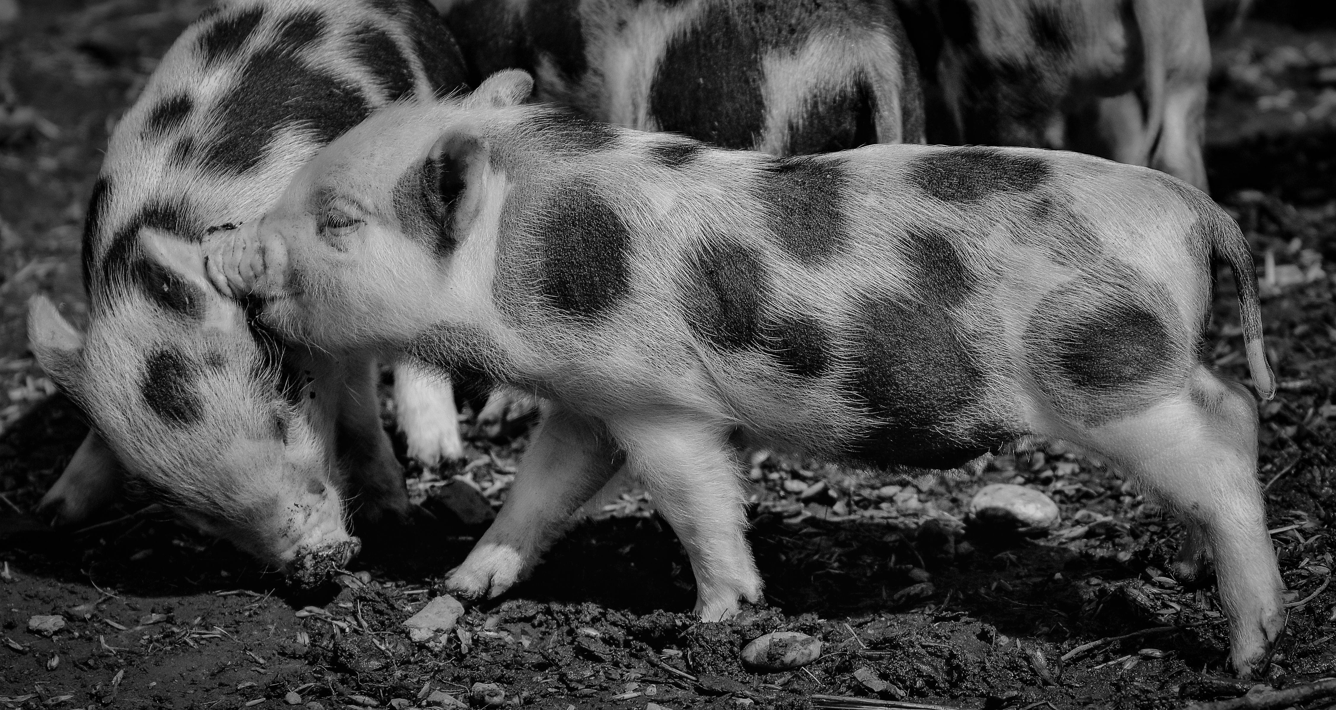 5,000+ Best Pig Photos · 100% Free Download · Pexels Stock Photos