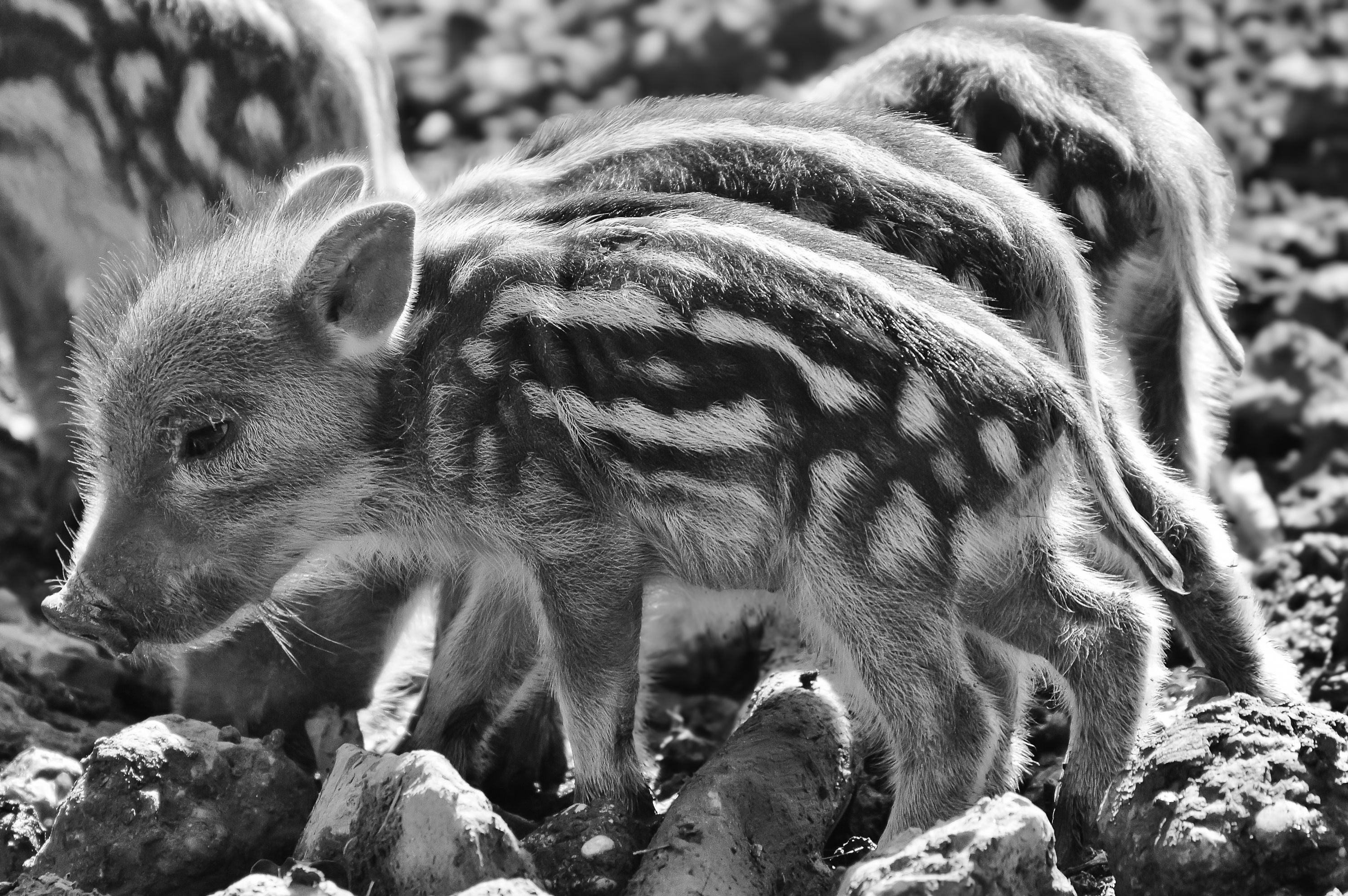 Boar Flobar Photos, Download The BEST Free Boar Flobar Stock Photos ...