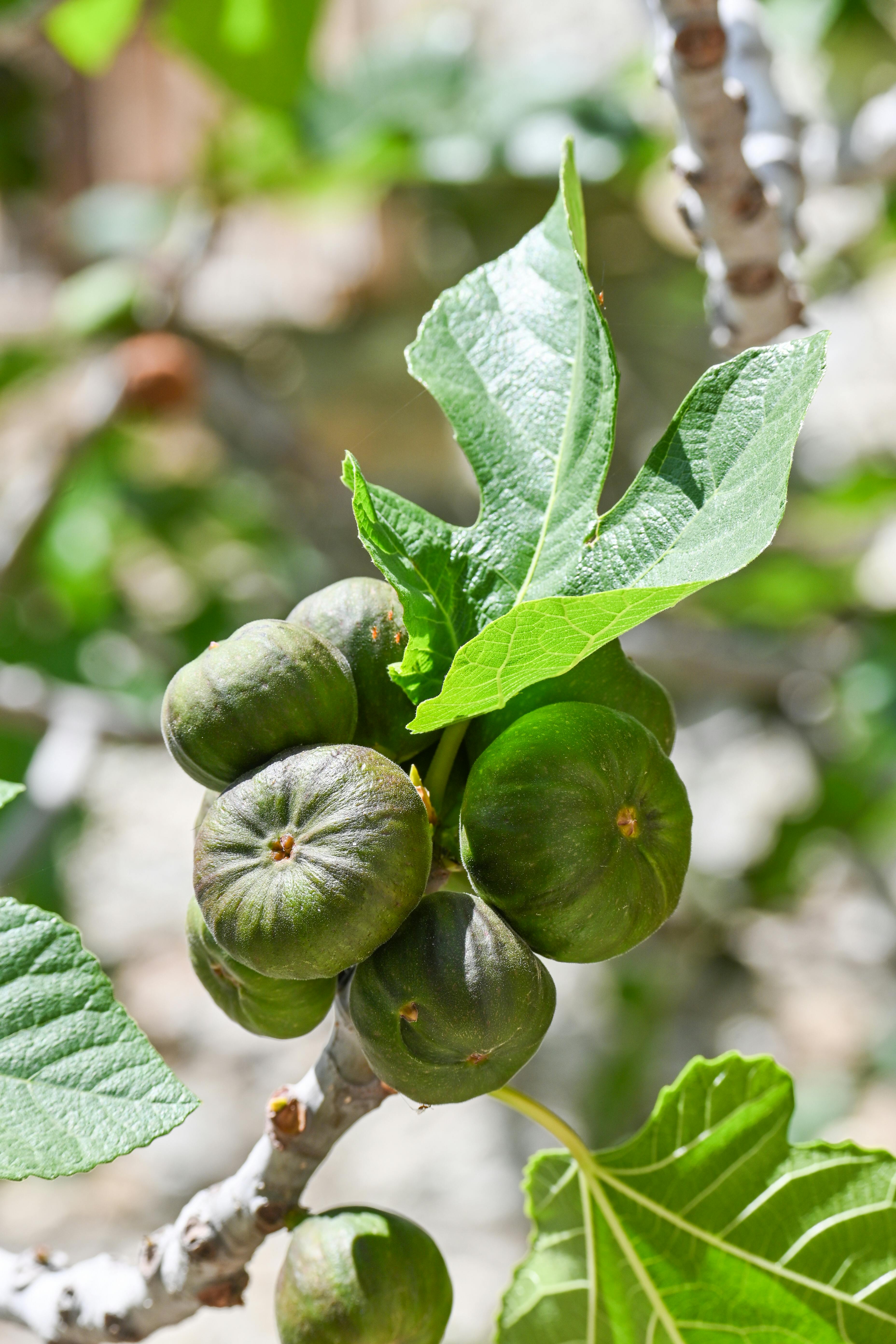 Close-up of Figs on a Fig Tree Branch in Greece · Free Stock Photo