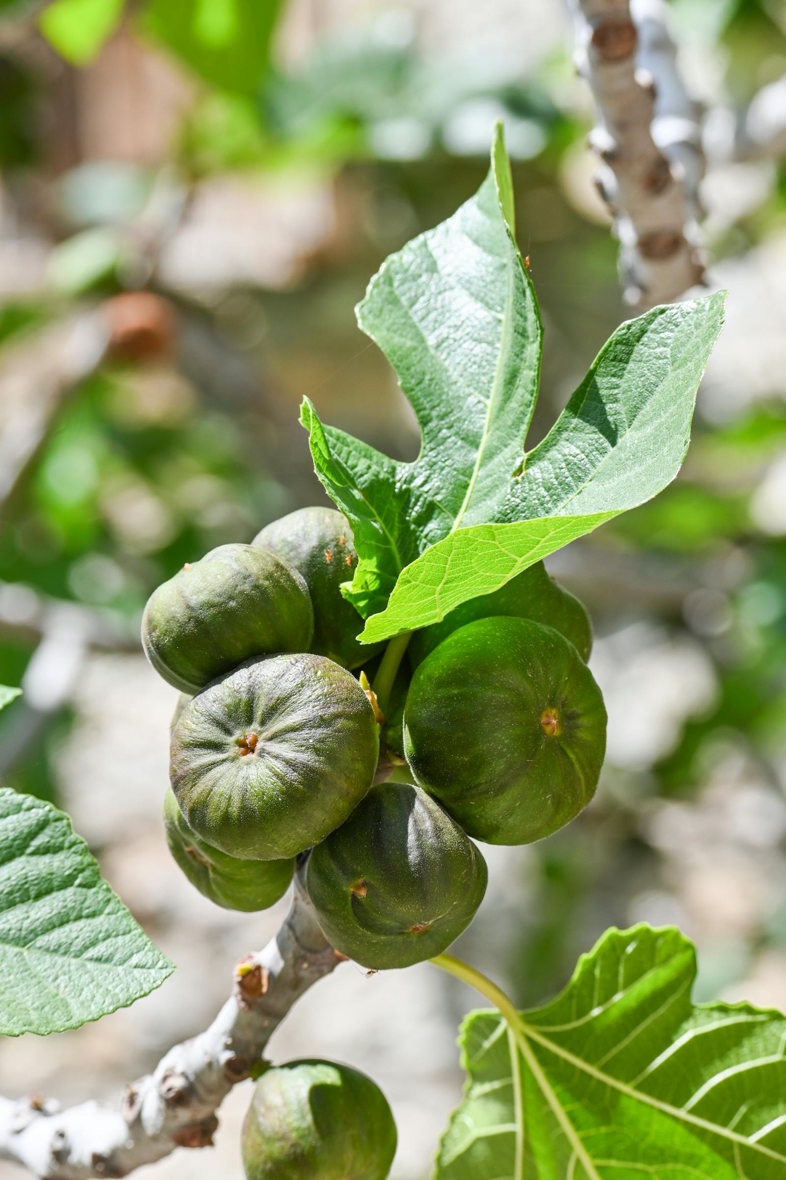 Fig Tree Photos, Download The BEST Free Fig Tree Stock Photos & HD Images