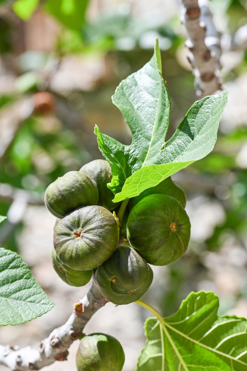Fig Tree Photos, Download The BEST Free Fig Tree Stock Photos & HD Images