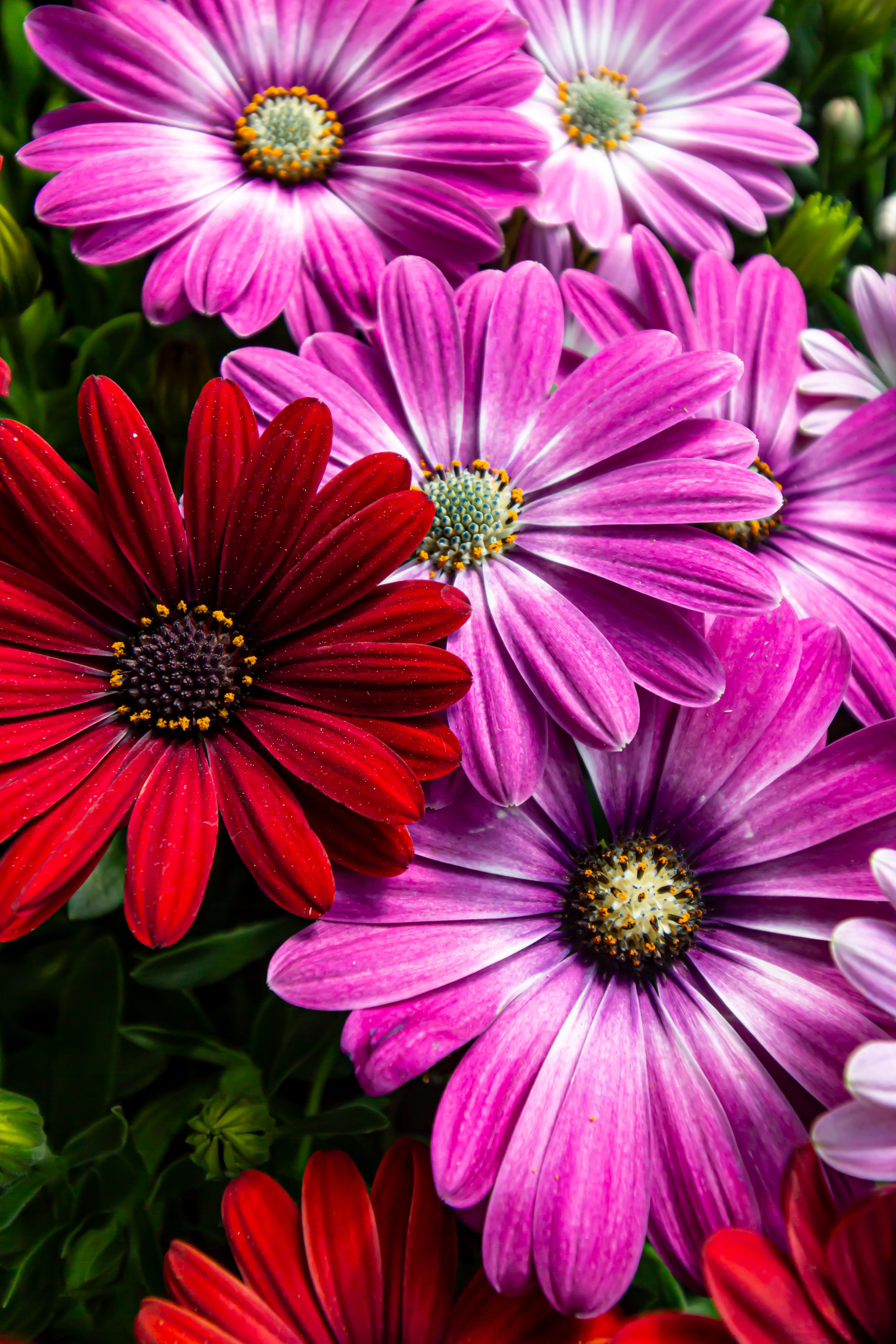 Daisy Photos, Download The BEST Free Daisy Stock Photos & HD Images