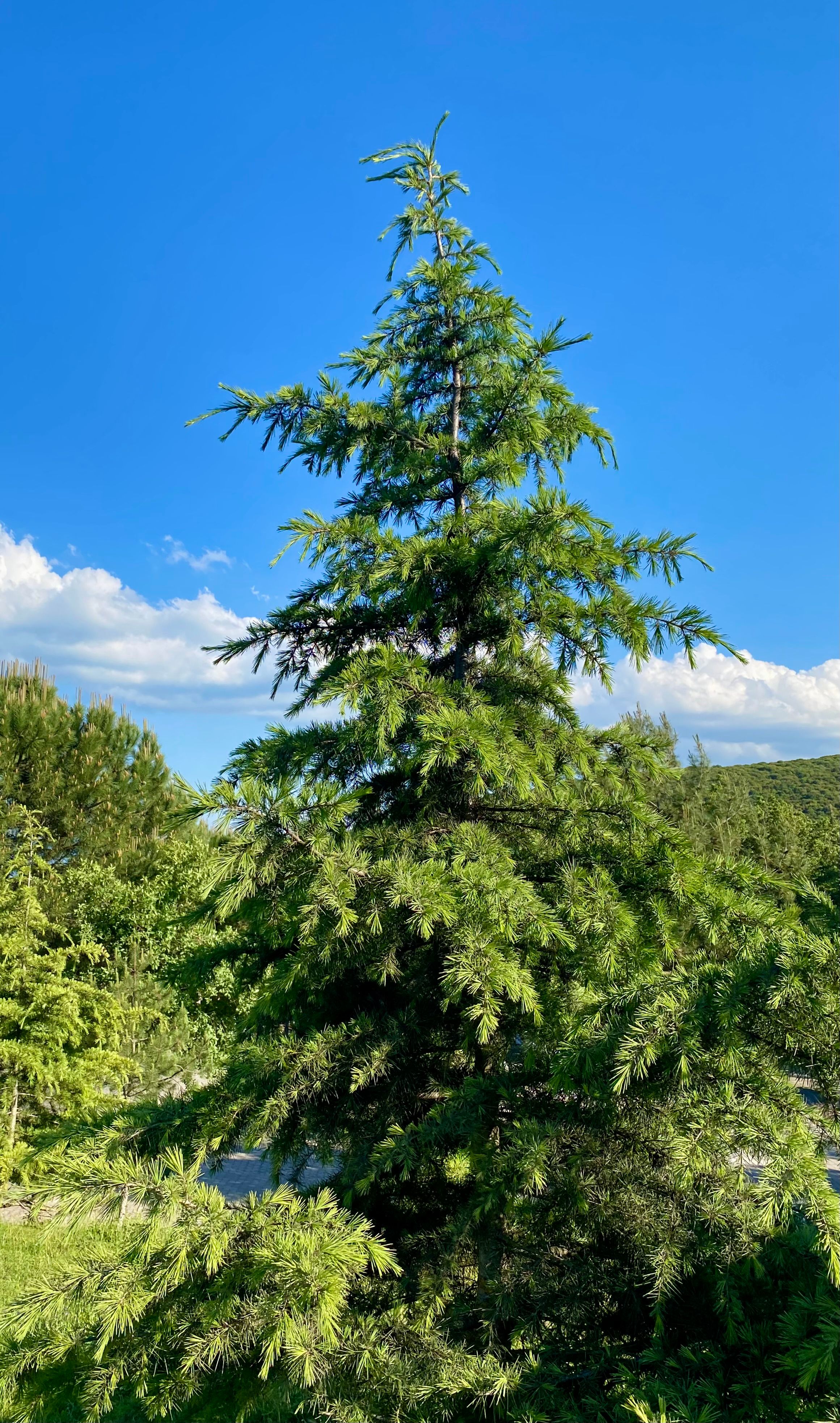 Plant Garden Bright Tree Photos, Download The BEST Free Plant Garden ...