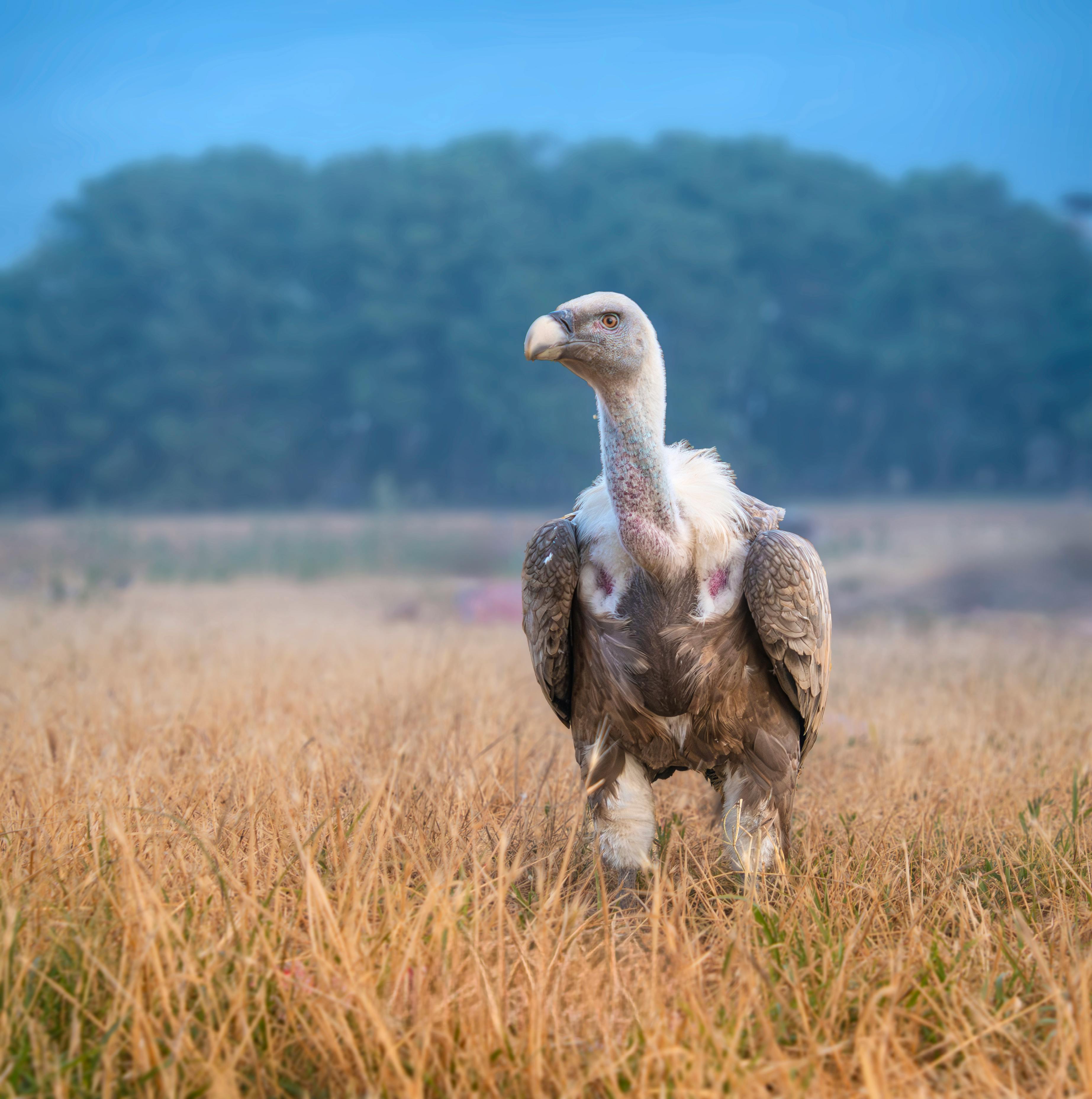 Vulture Flaying Photos, Download The BEST Free Vulture Flaying Stock ...