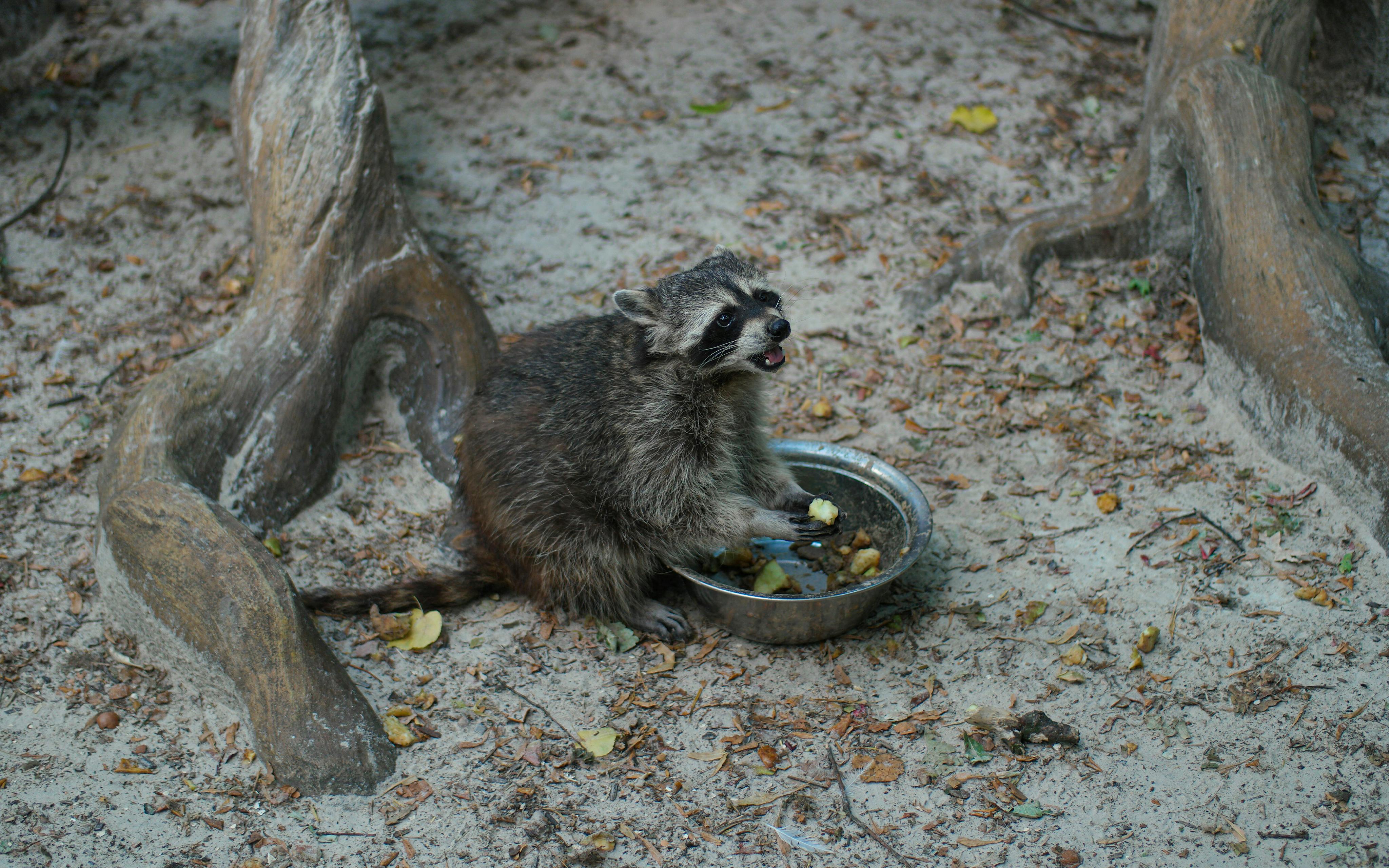 Cute Raccoon Eating in Natural Habitat · Free Stock Photo
