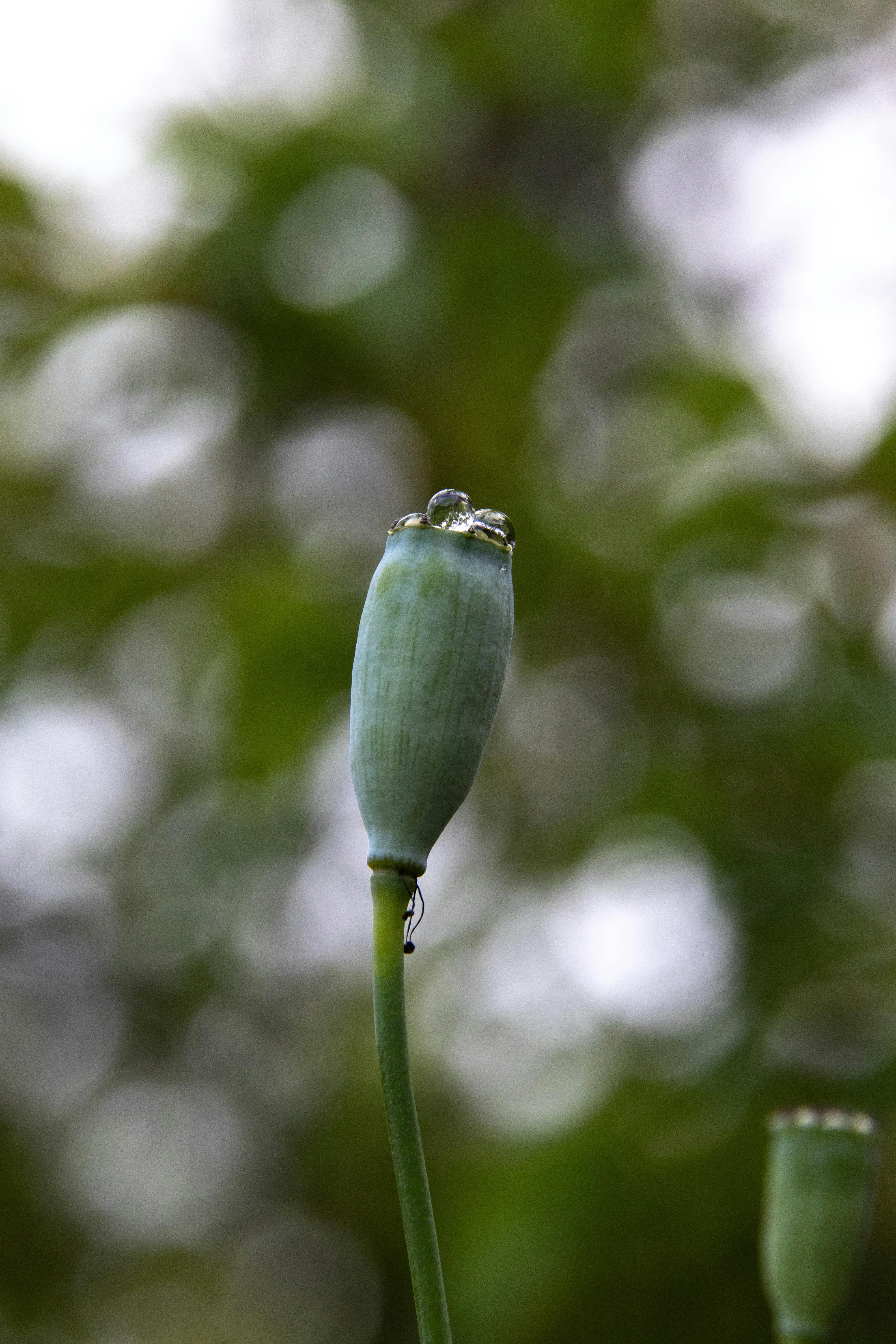 Close-up of Dew on Poppy Seed Pod · Free Stock Photo