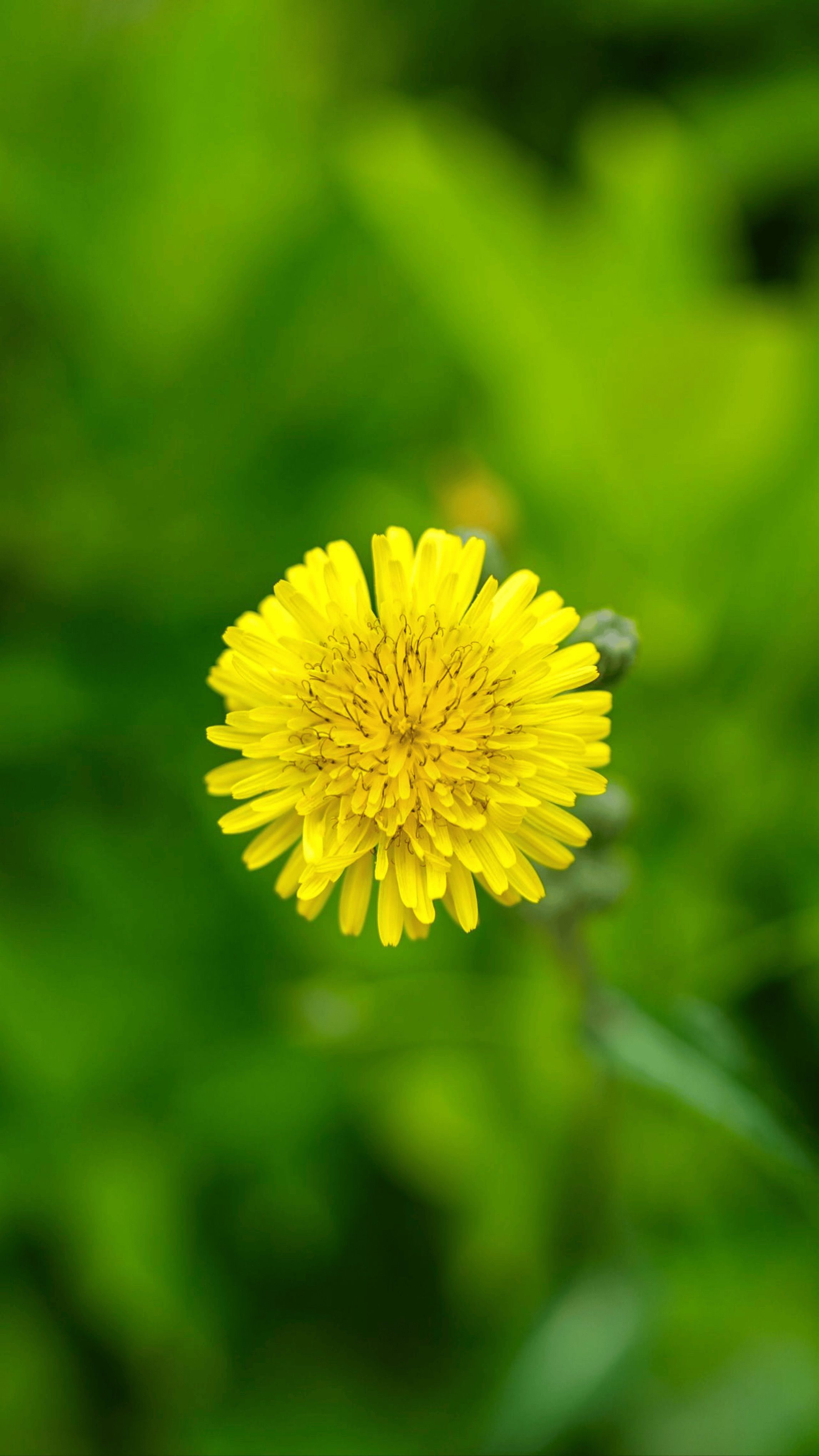 Flower Without Background Photos, Download The BEST Free Flower Without ...