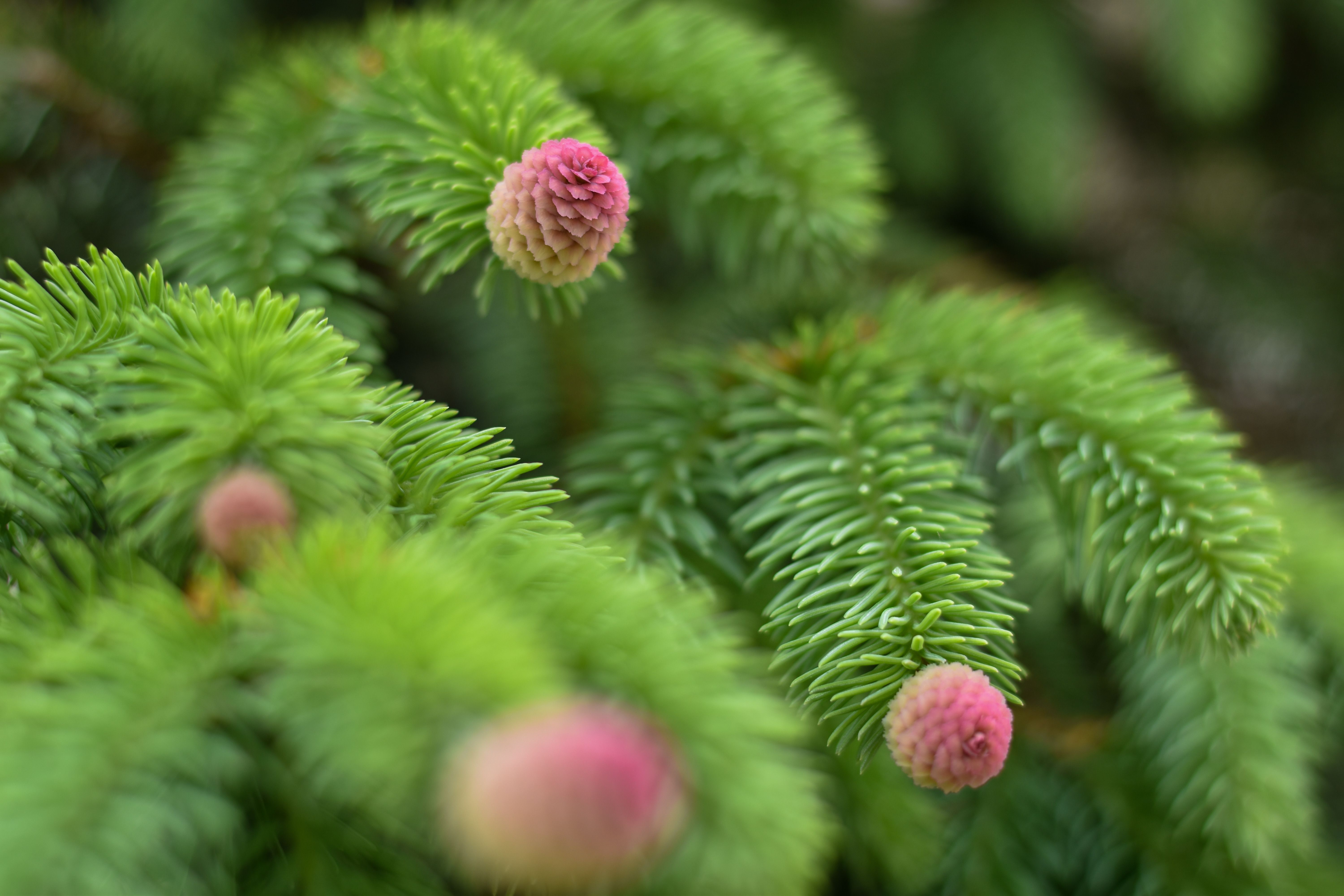 Young Spruce Pinecones in Lush Greenery · Free Stock Photo