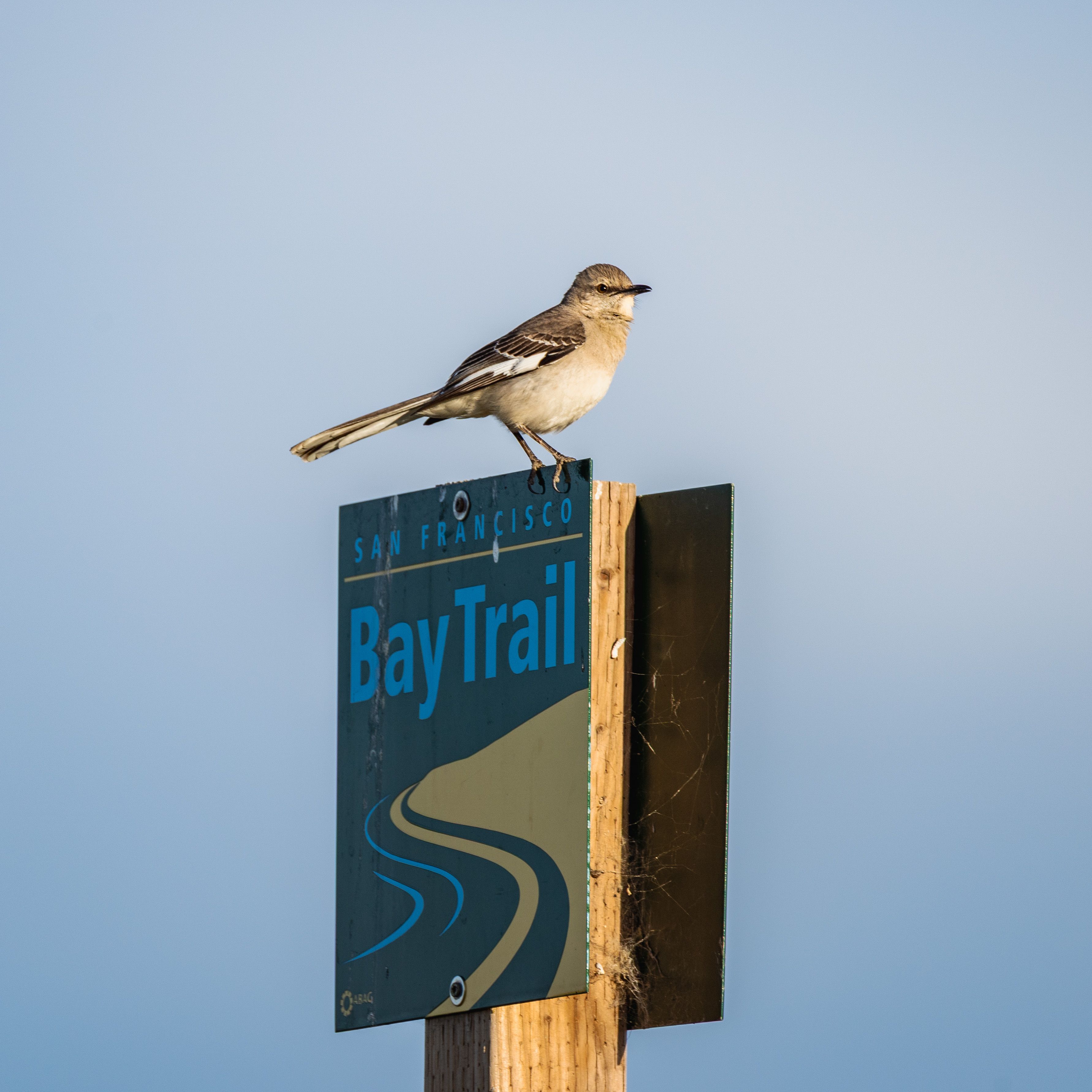 Mockingbird Perched on San Francisco Bay Trail Sign · Free Stock Photo
