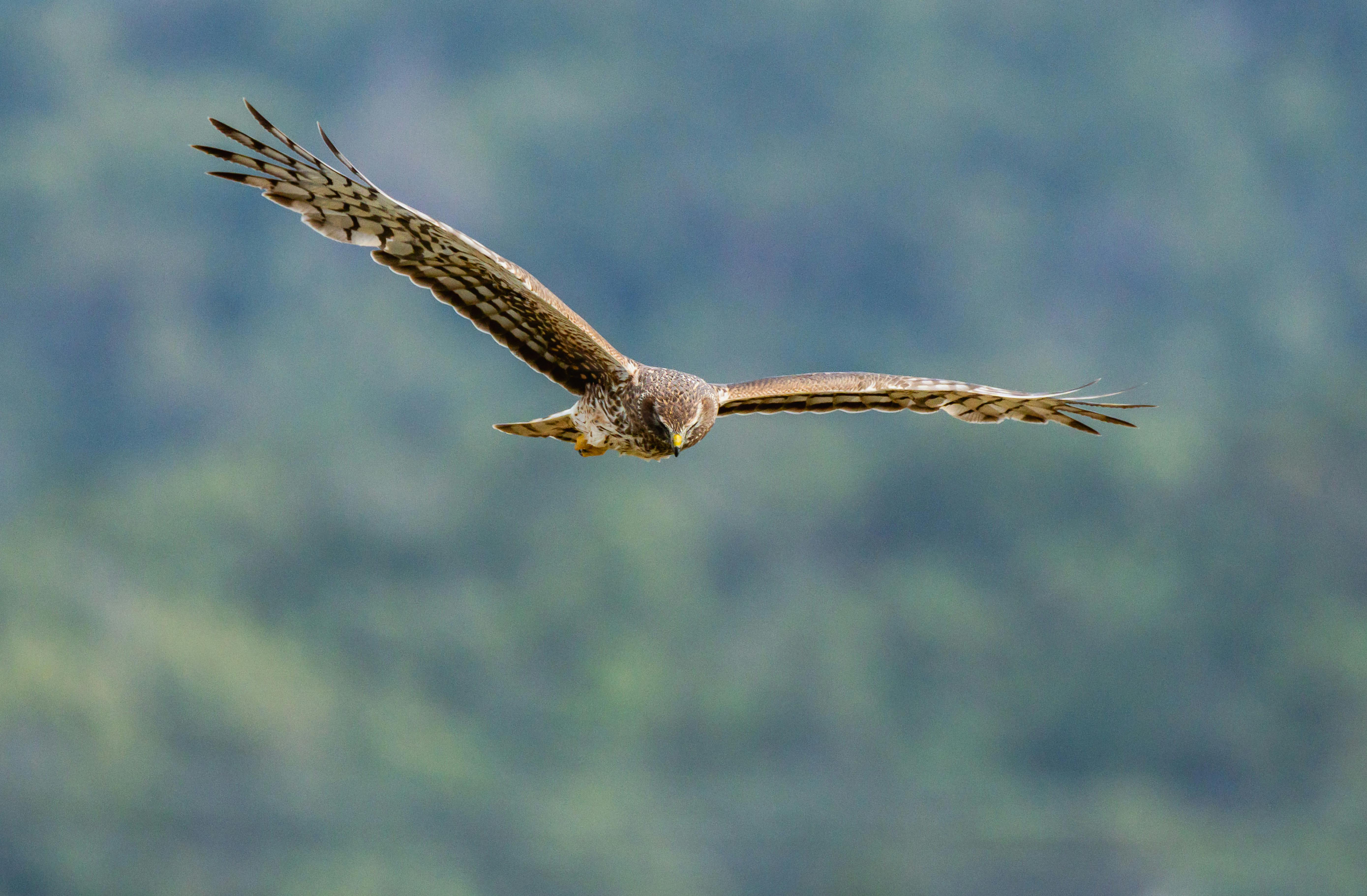 Majestic Hawk Gliding in Clear Blue Sky · Free Stock Photo