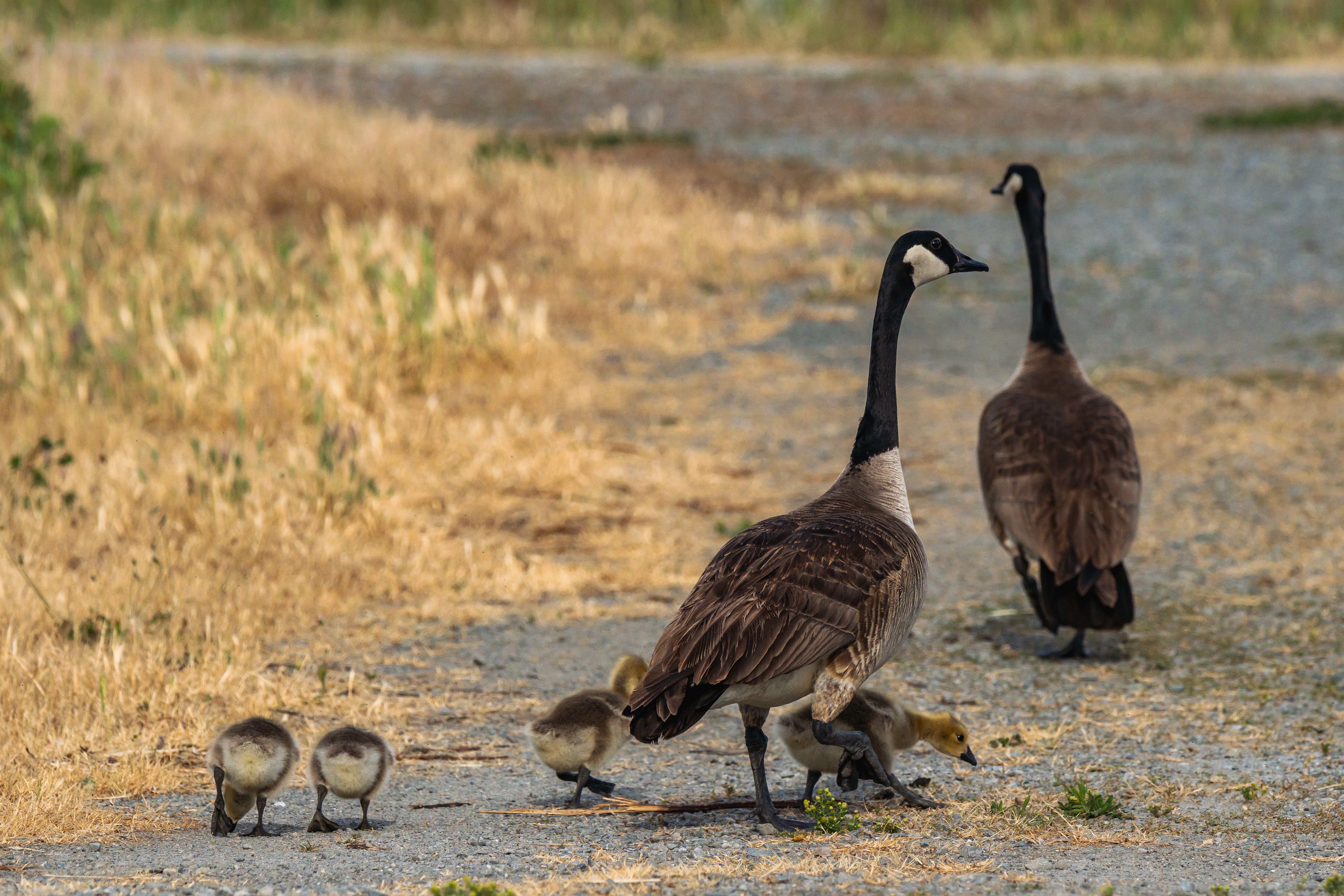 Family of Canada Geese Walking on Rural Pathway · Free Stock Photo