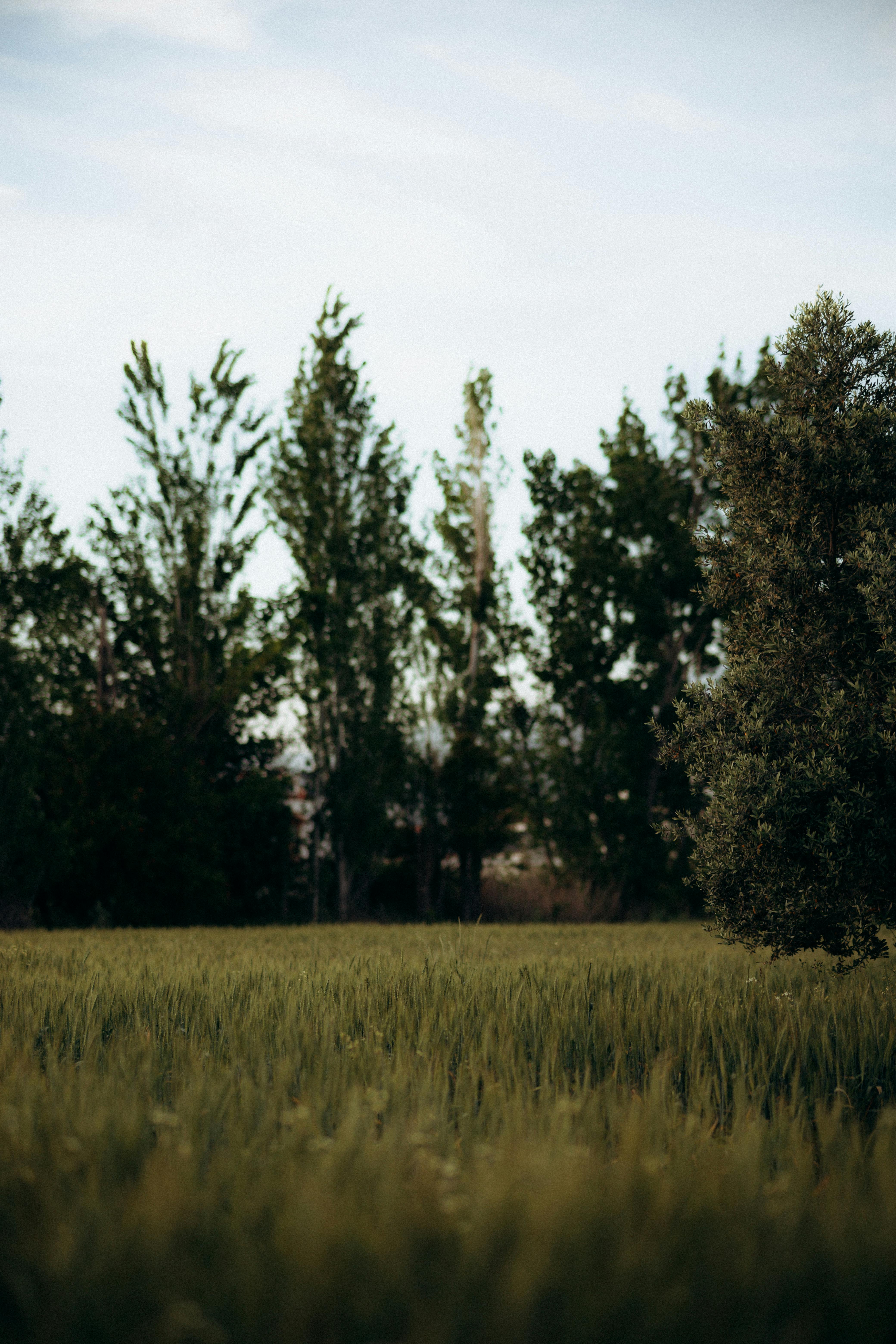 Serene Green Field and Tree Lined Horizon Scene · Free Stock Photo