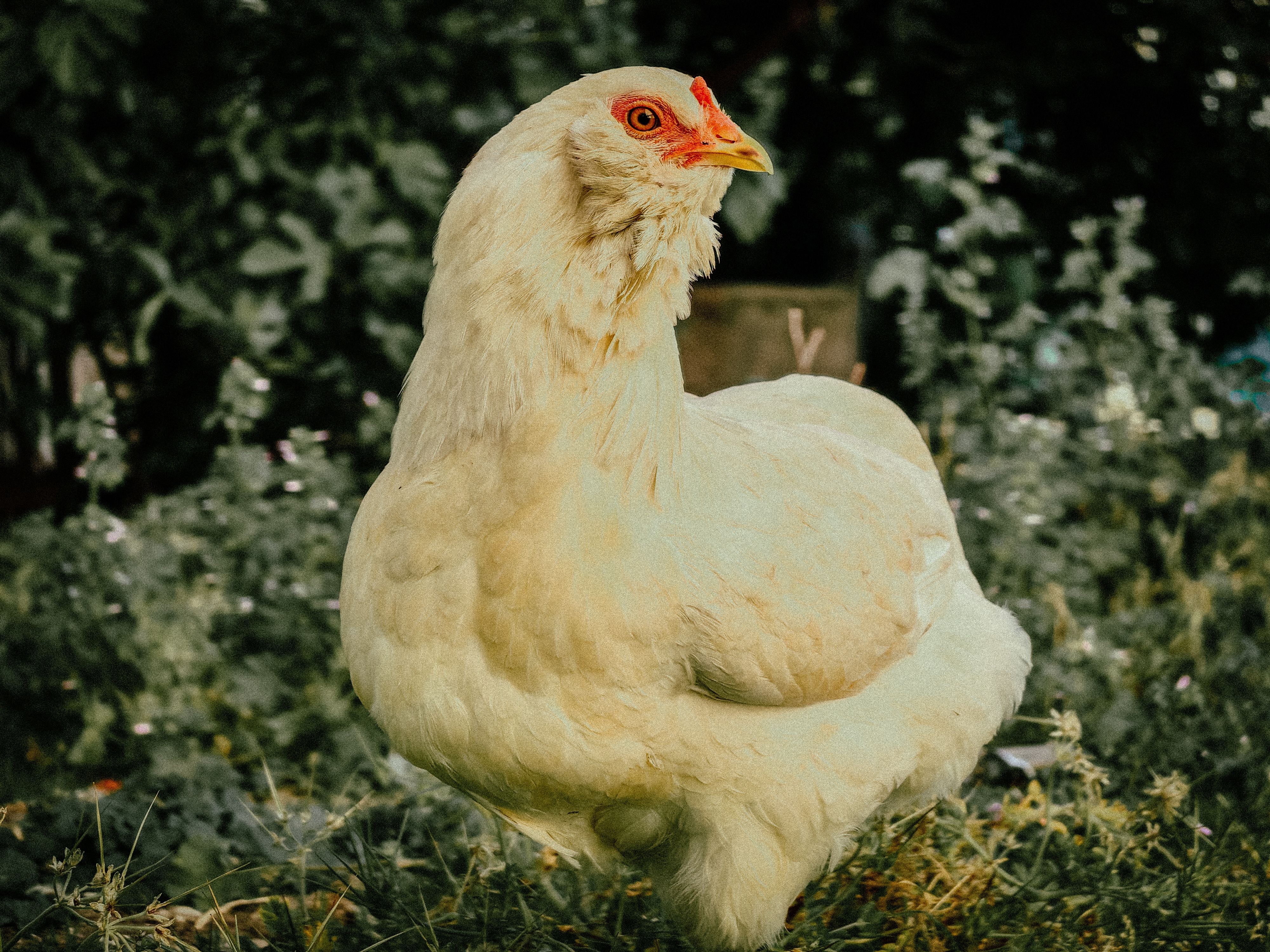 Funny Chicken Photos, Download The BEST Free Funny Chicken Stock Photos ...