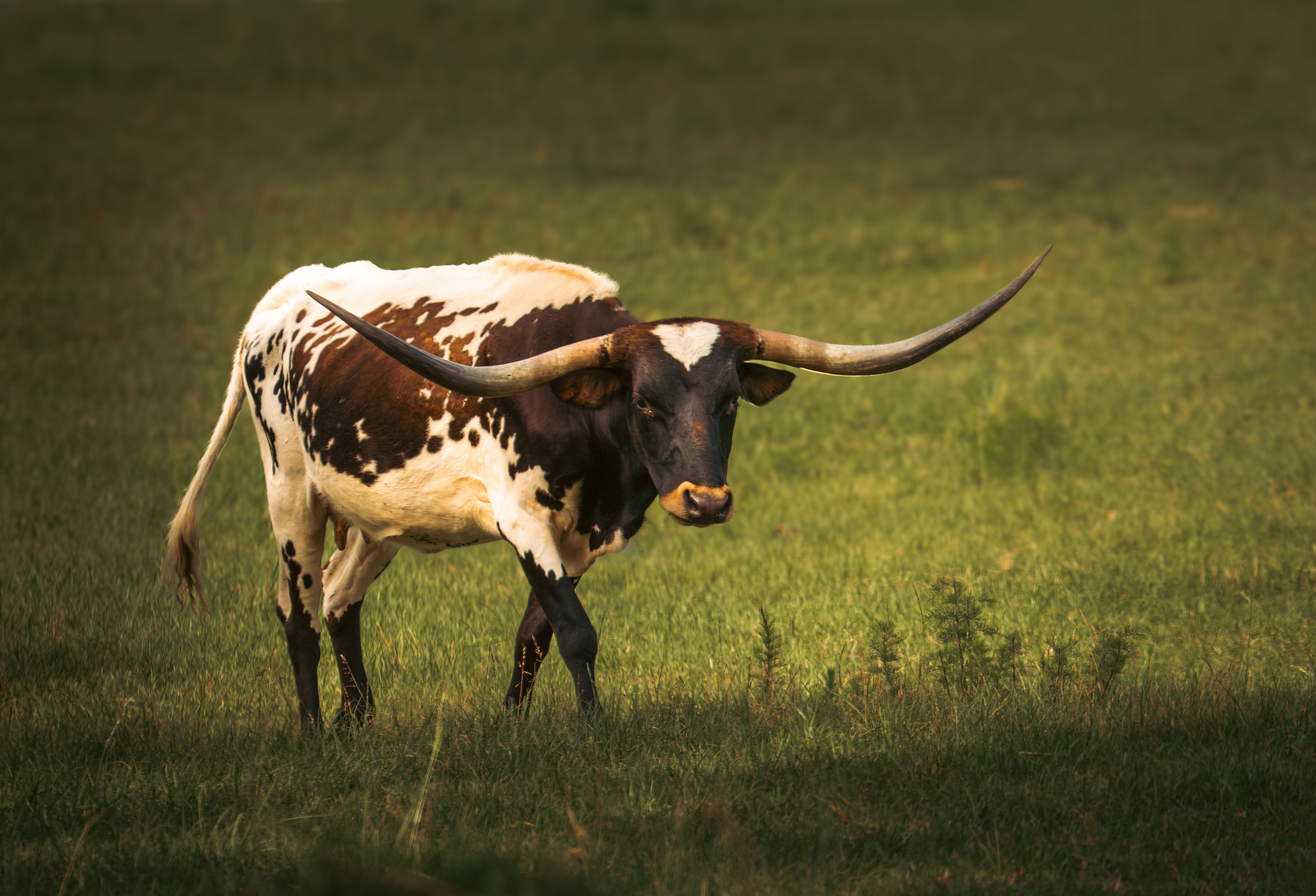 Majestic Longhorn Cattle Grazing in Pasture · Free Stock Photo