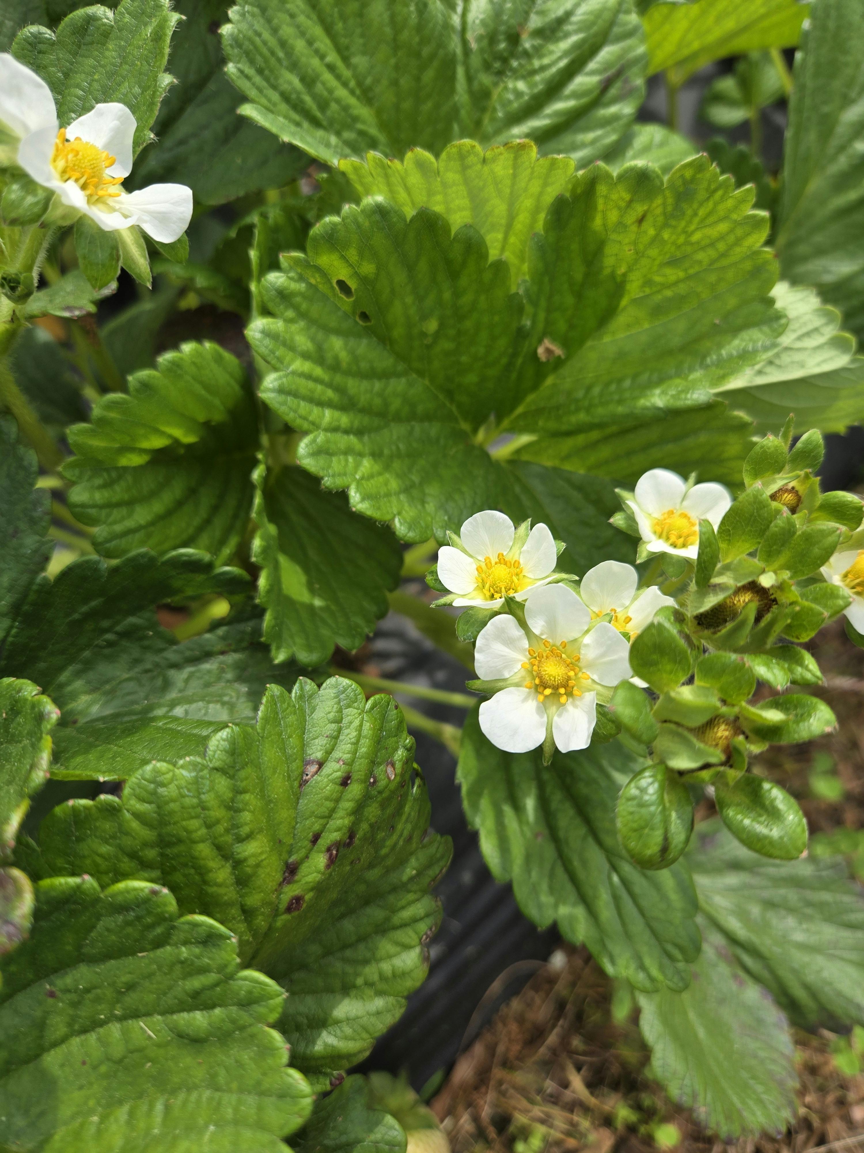 White Strawberry Blossoms in Spring Garden · Free Stock Photo